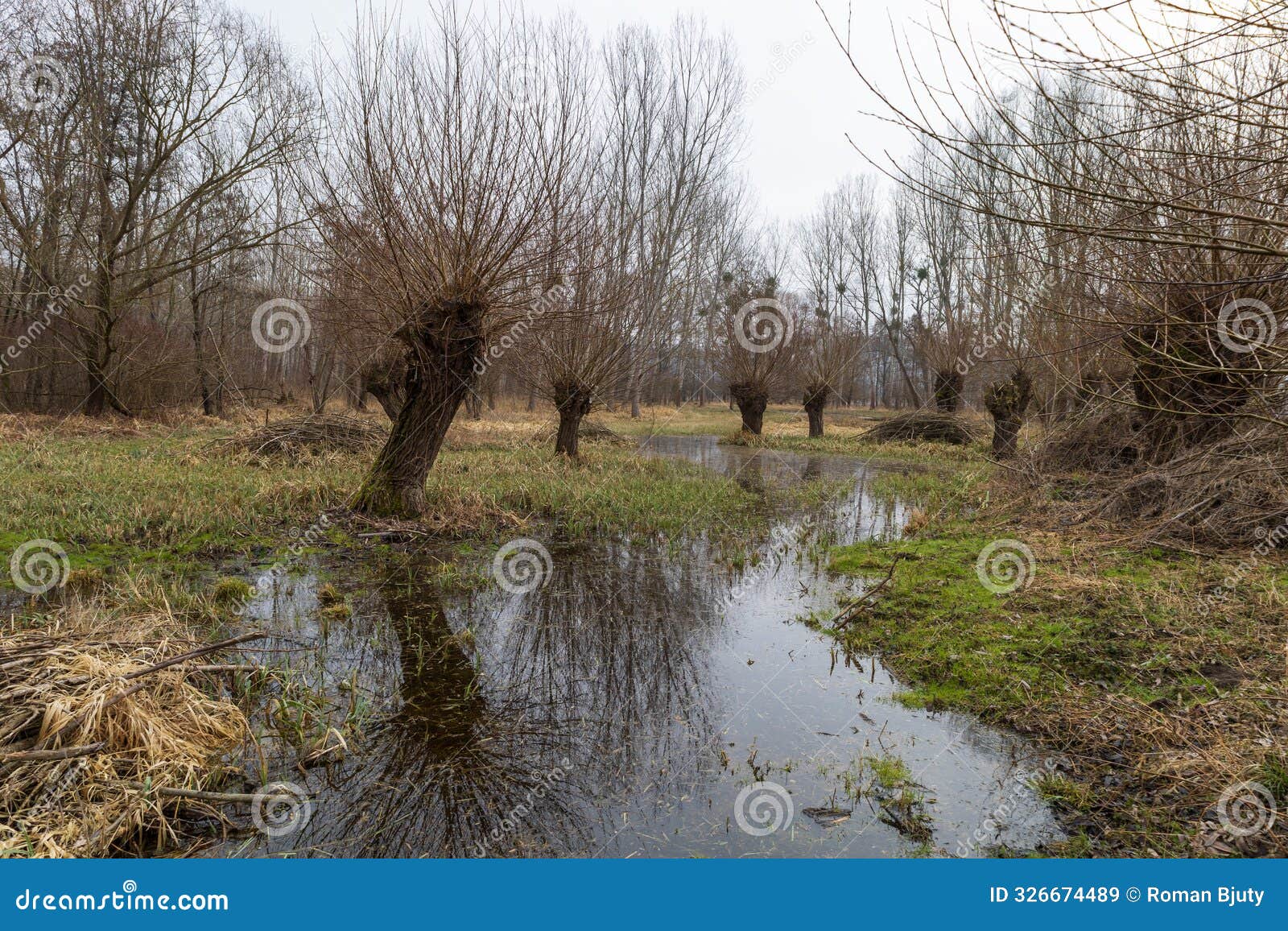 Floodplain Forest and Willow - Salix Caprea. Water Flows Around the ...