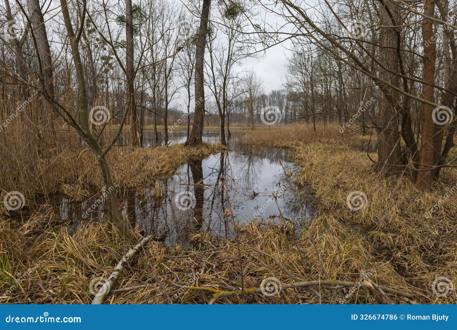 Floodplain Forest and Willow - Salix Caprea. Water Flows Around the ...