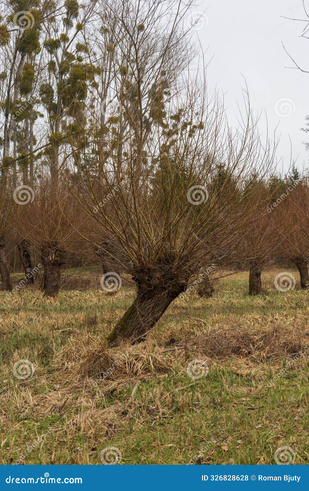 Floodplain Forest and Willow - Salix Caprea. Water Flows Around the ...