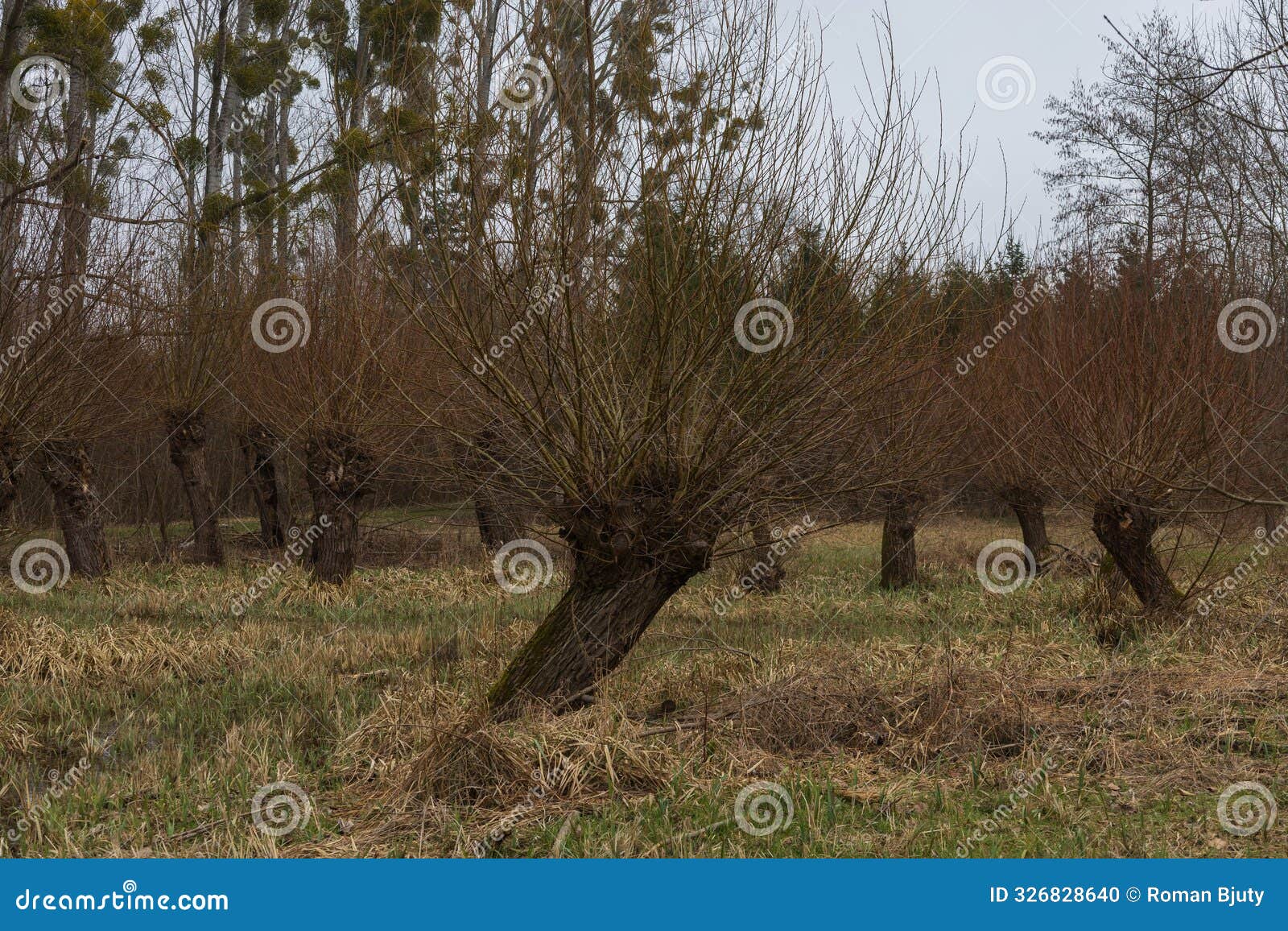 Floodplain Forest and Willow - Salix Caprea. Water Flows Around the ...