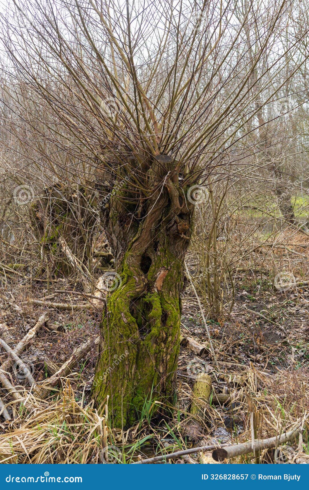 Floodplain Forest and Willow - Salix Caprea. Water Flows Around the ...