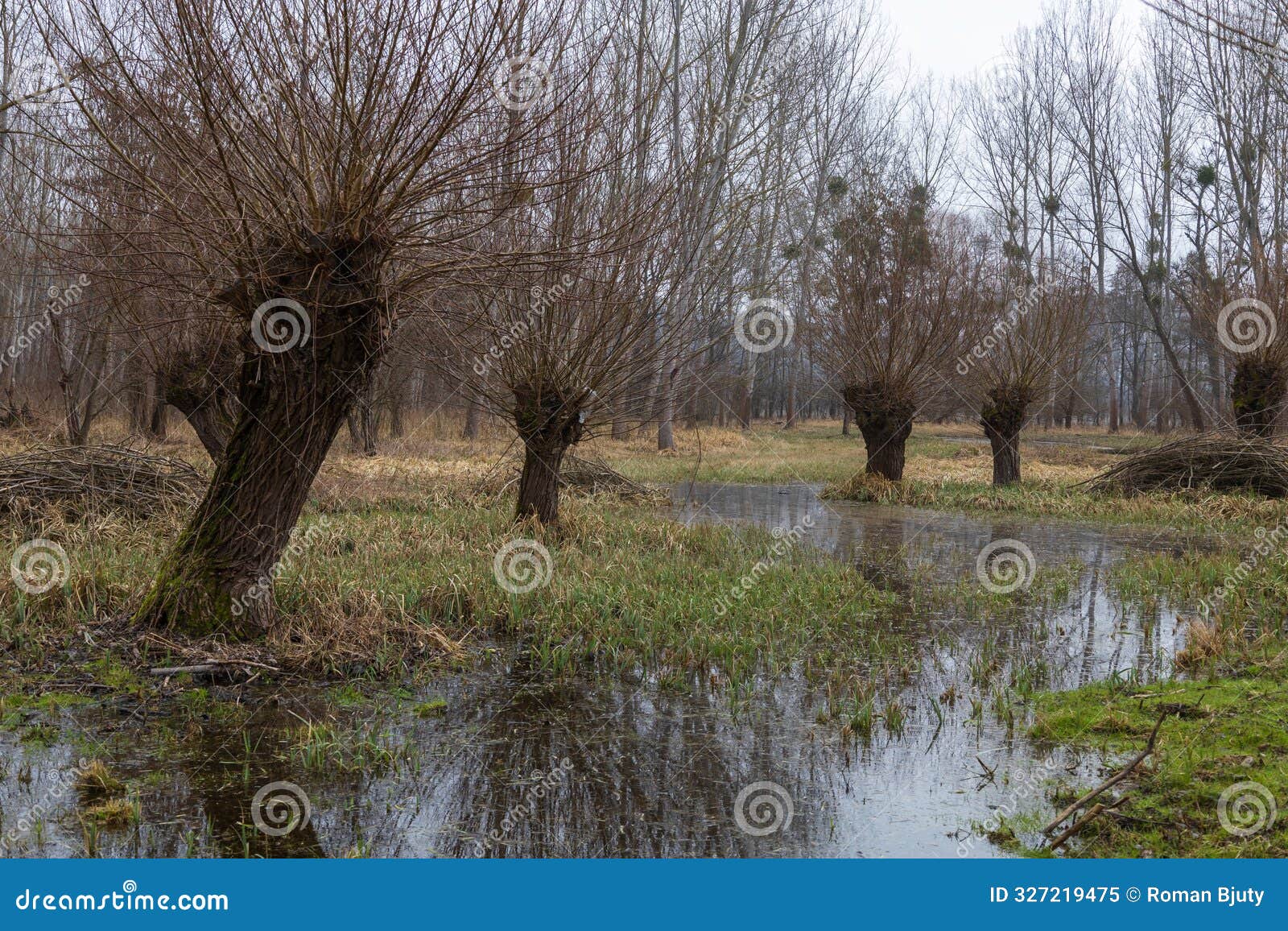 Floodplain Forest and Willow - Salix Caprea. Water Flows Around the ...