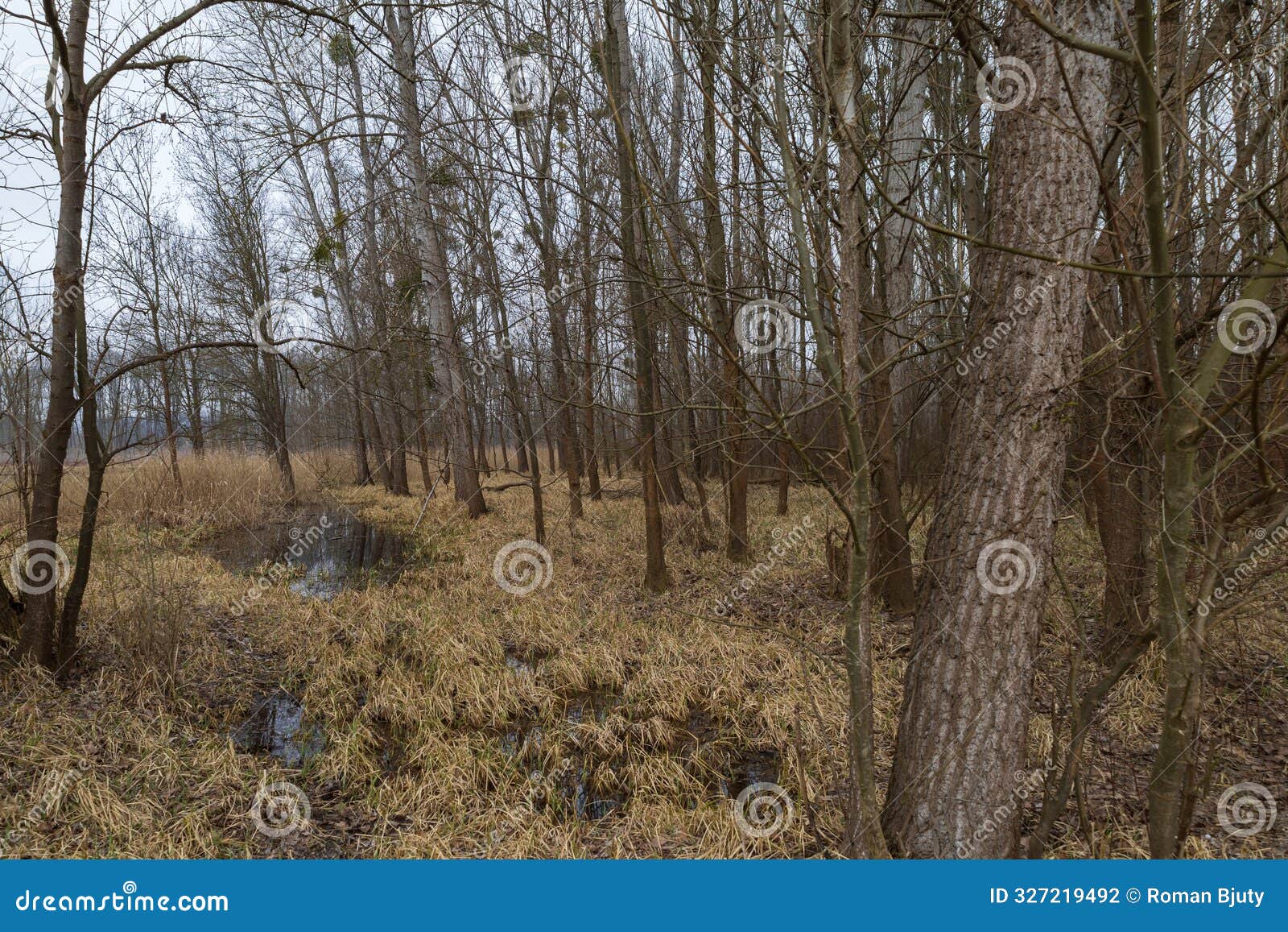 Floodplain Forest and Willow - Salix Caprea. Water Flows Around the ...