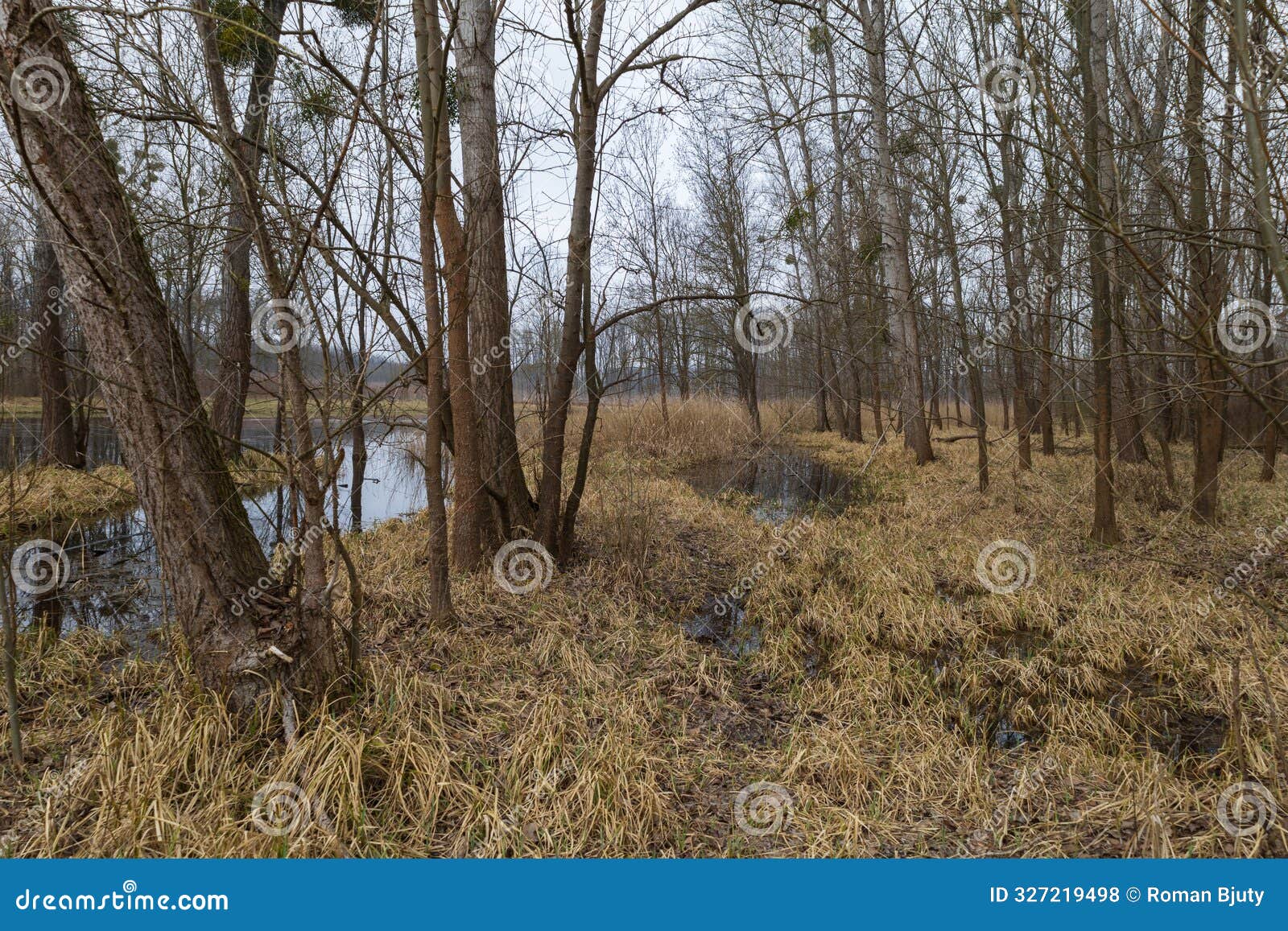 Floodplain Forest and Willow - Salix Caprea. Water Flows Around the ...