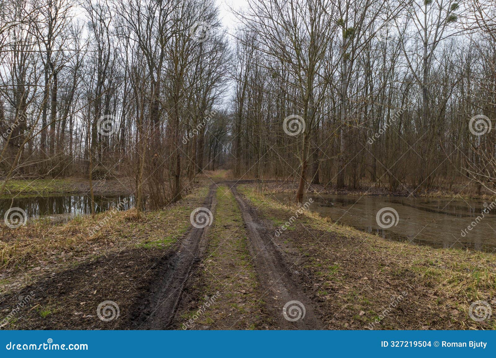 Floodplain Forest and Willow - Salix Caprea. Water Flows Around the ...