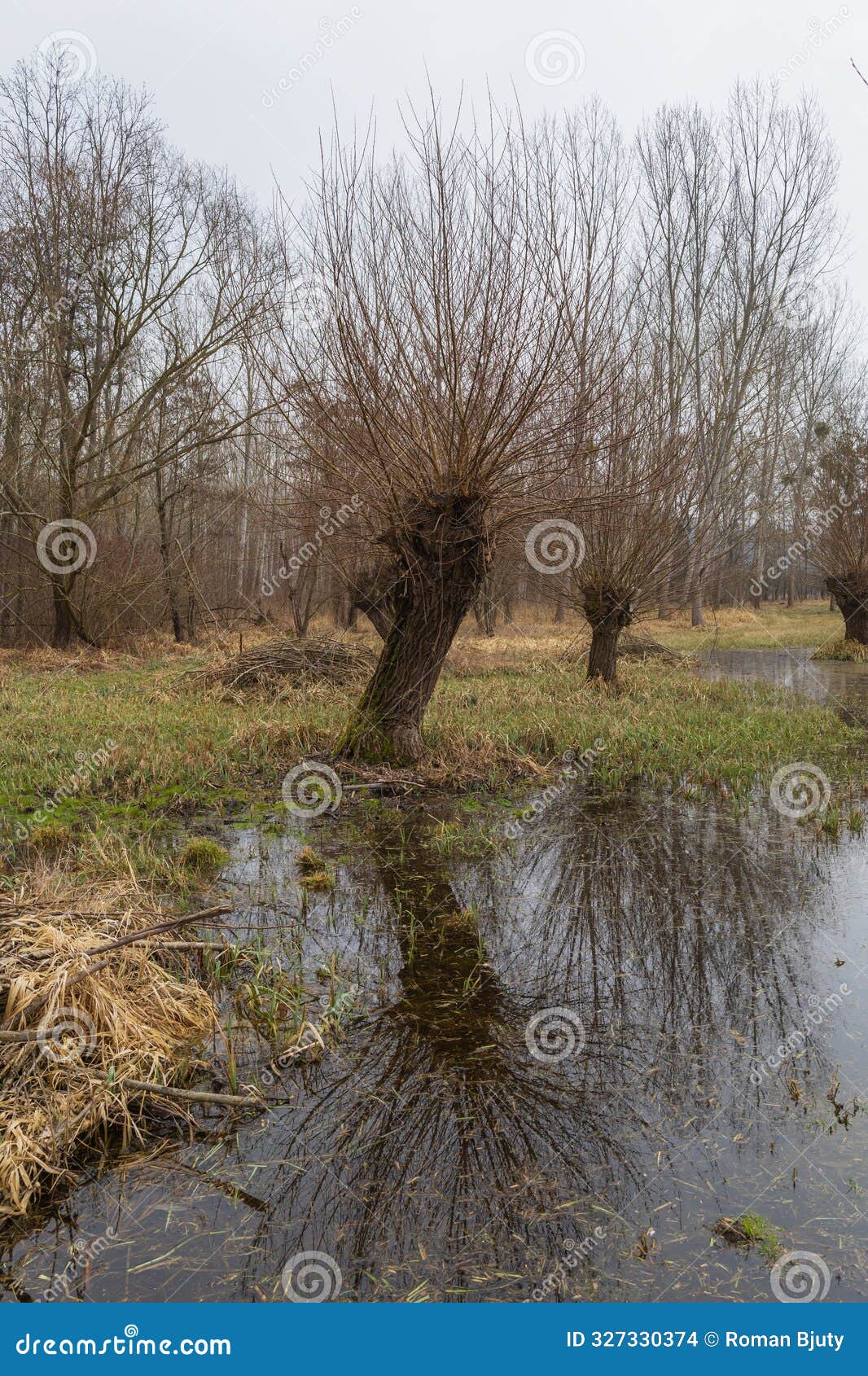 Floodplain Forest and Willow - Salix Caprea. Water Flows Around the ...