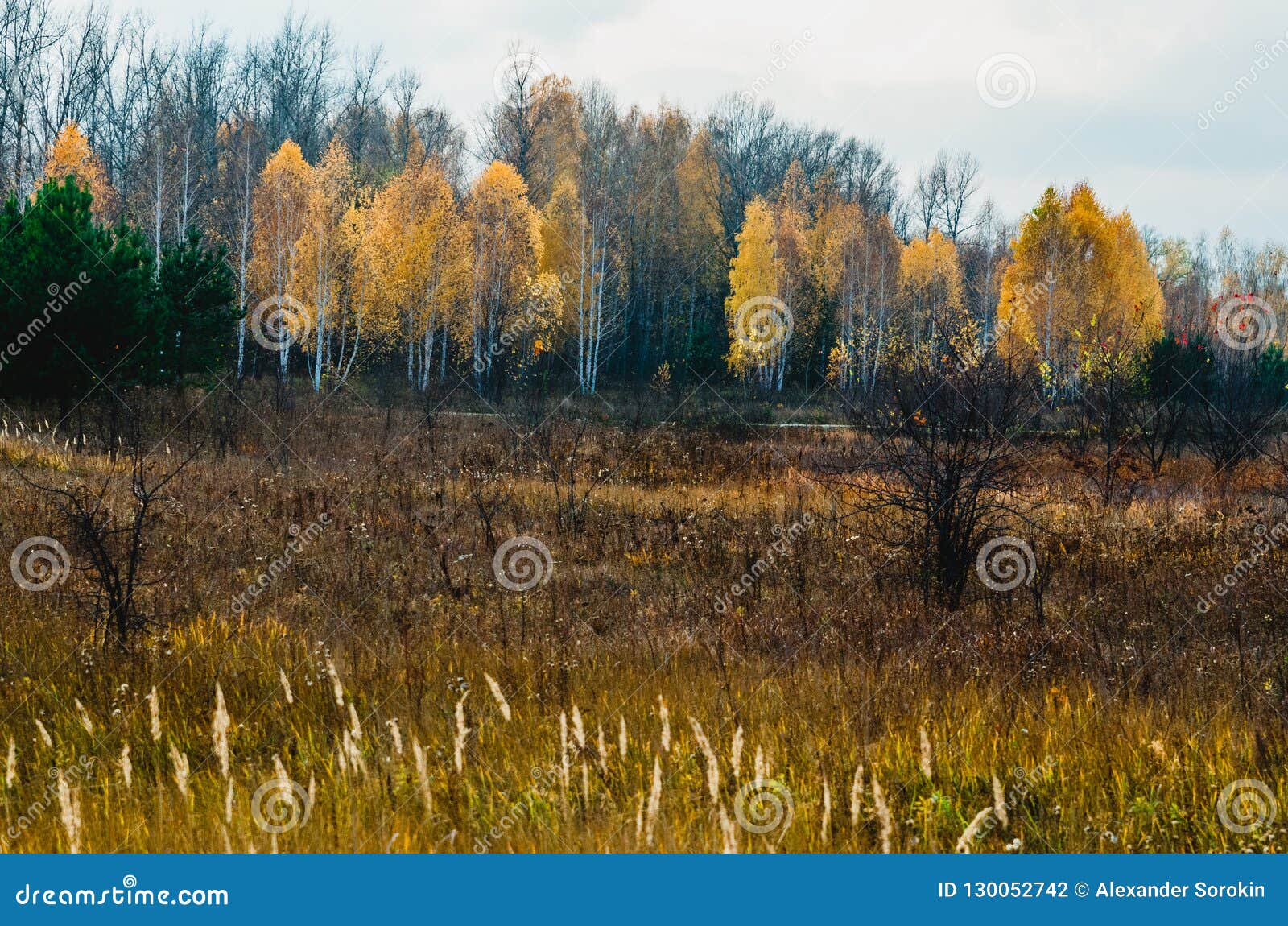Floodplain Meadows of Forest-steppe Zone Stock Photo - Image of meadow ...