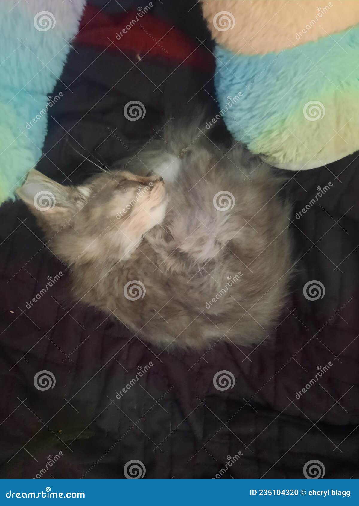 Floof Ball Stock Photos - Free & Royalty-Free Stock Photos from Dreamstime