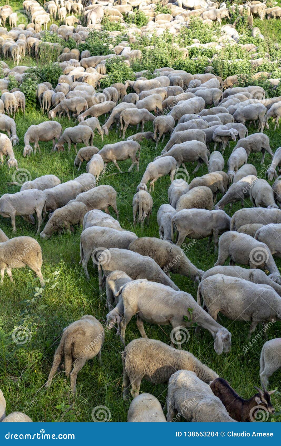 Flook of sheep in a field stock photo. Image of summer - 138663204