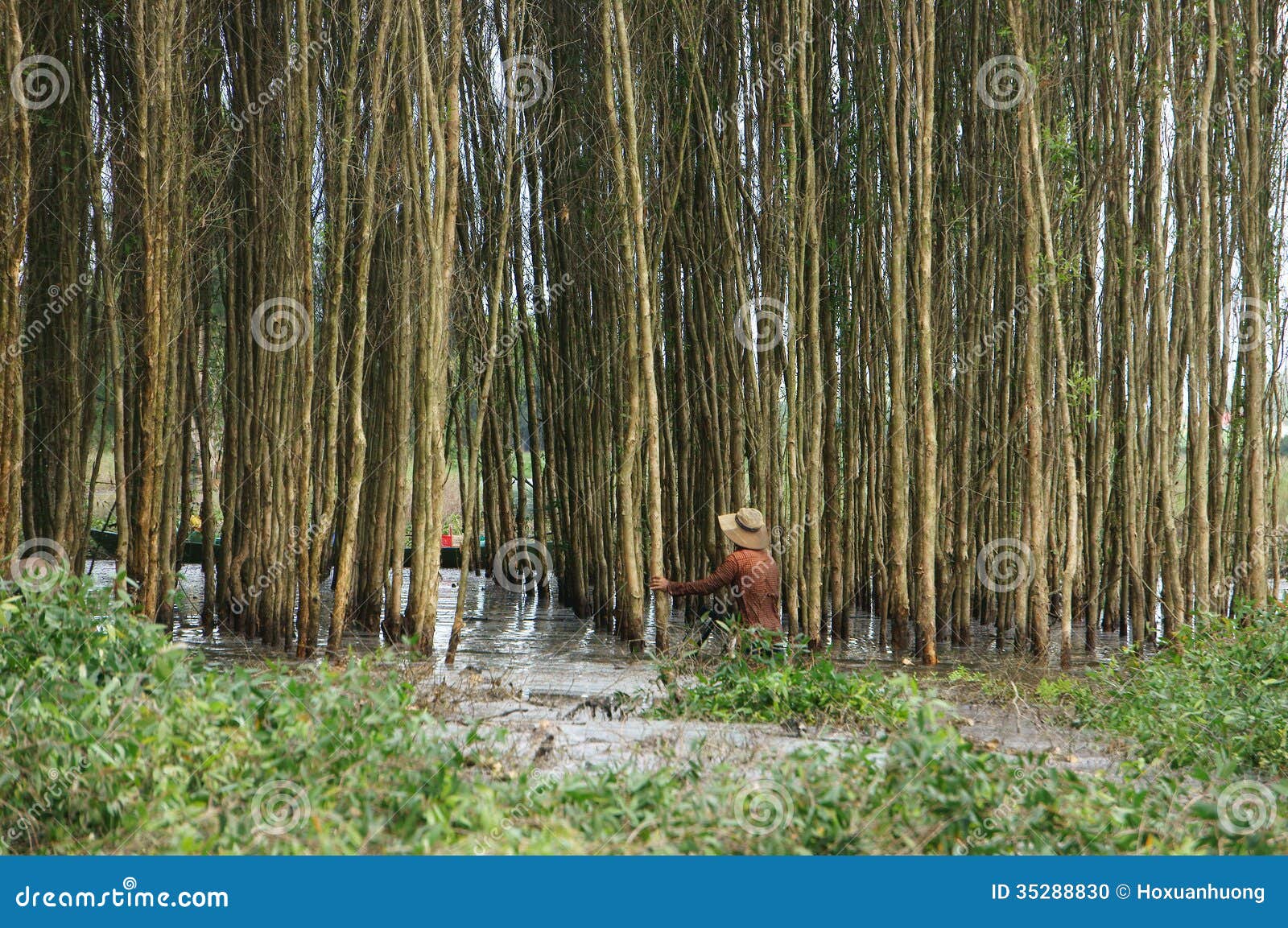 Flooled indigo forest editorial image. Image of asia - 35288830