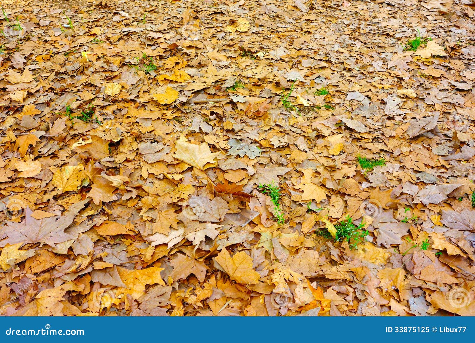 Floor of Autumn Leaves stock image. Image of fall, forest - 33875125