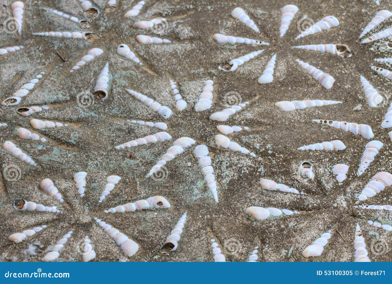 Floor Concrete with Sea Shells Contains Stock Image - Image of design ...
