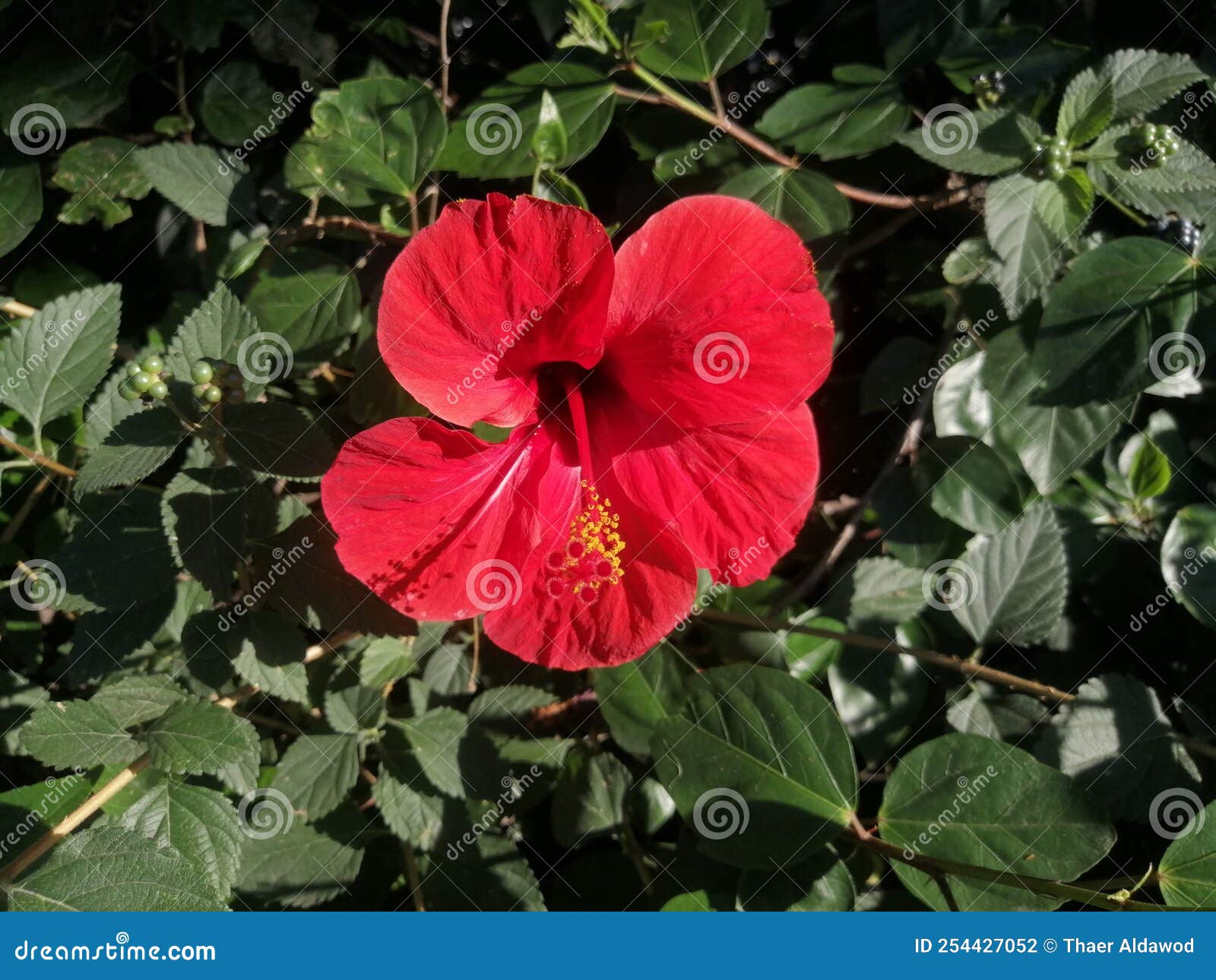 Floor nice red Flow natue stock photo. Image of flow - 254427052