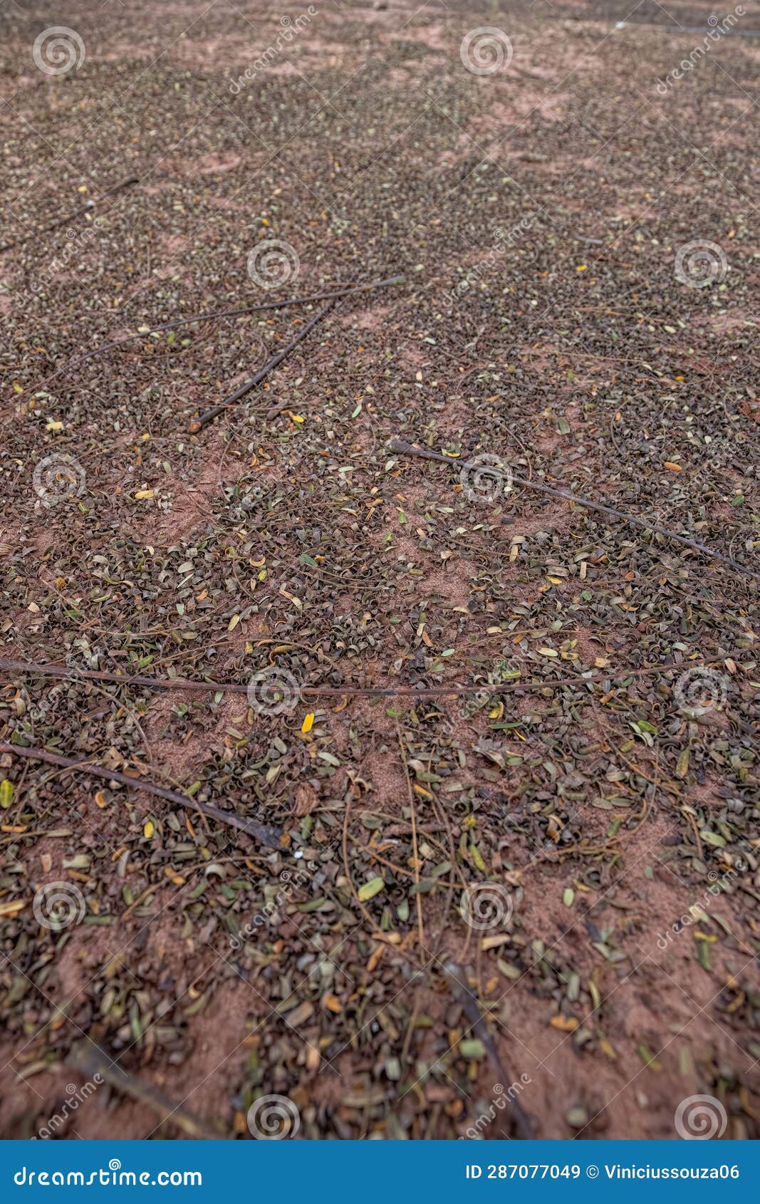 Floor with Several Small Fallen Dry Leaves Stock Image - Image of ...