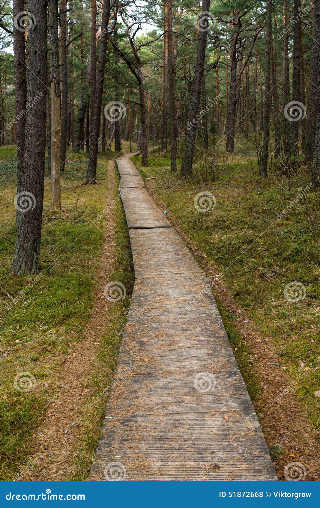 Flooring Made of Wooden Planks Footpath Runs through the Forest Stock ...