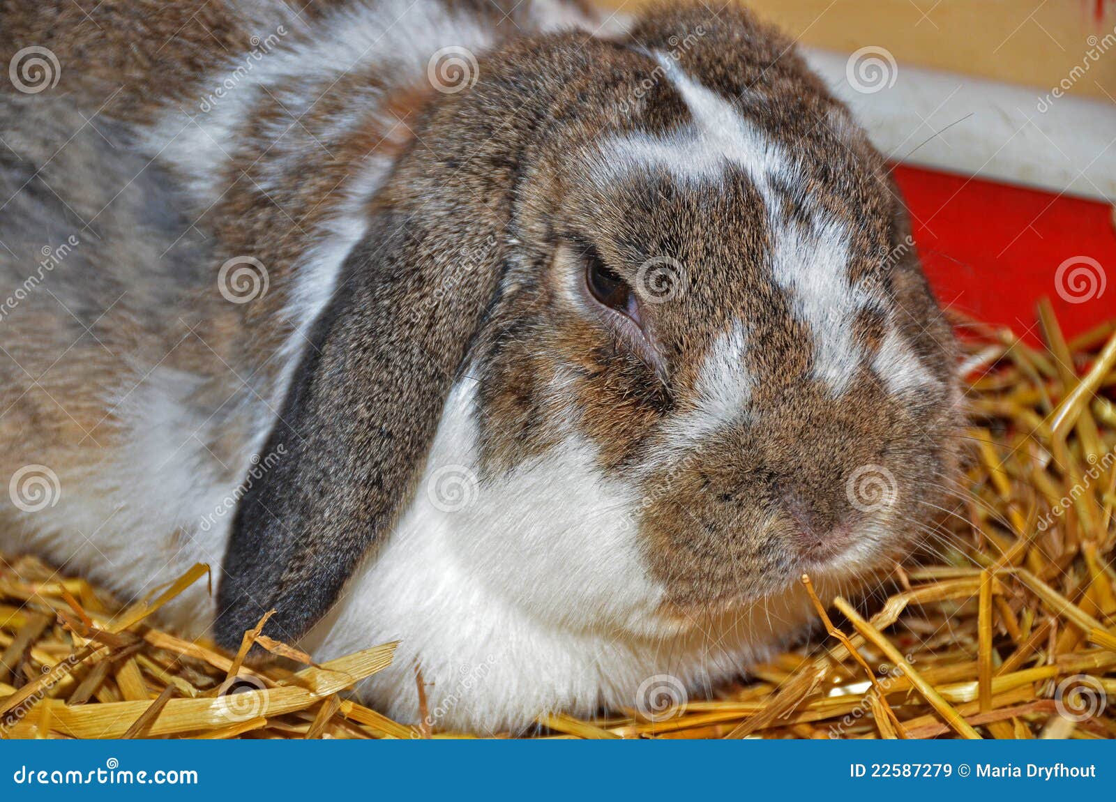 Floppy-eared rabbit stock image. Image of hare, breed - 22587279