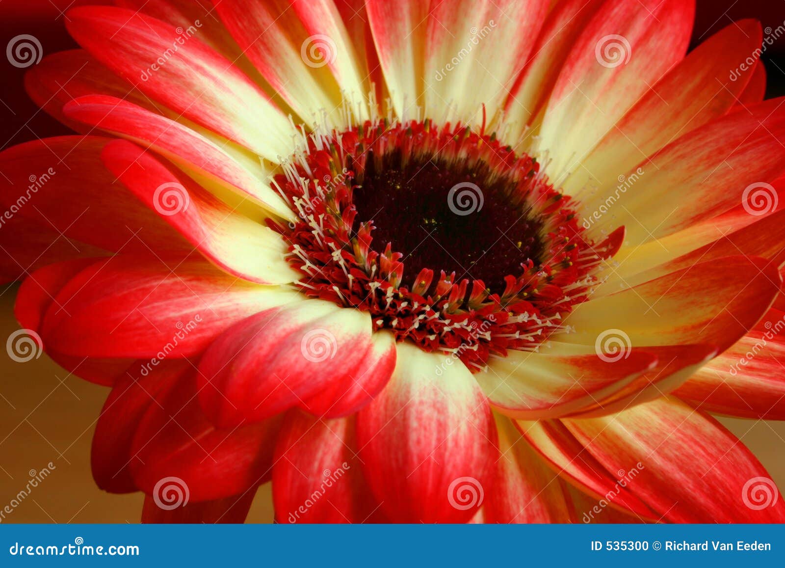 Granate Color Pictures And Images - RGB Color Hex Code [#800000 - 15%]