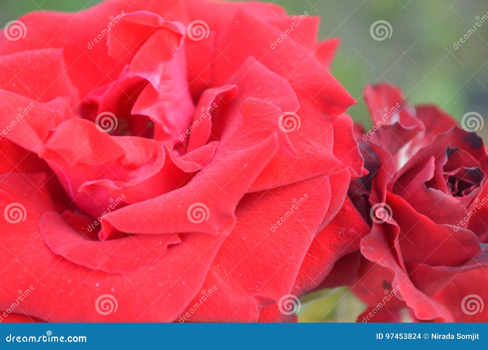 Flor foto de archivo. Imagen de hermoso, floración, lindo - 97453824