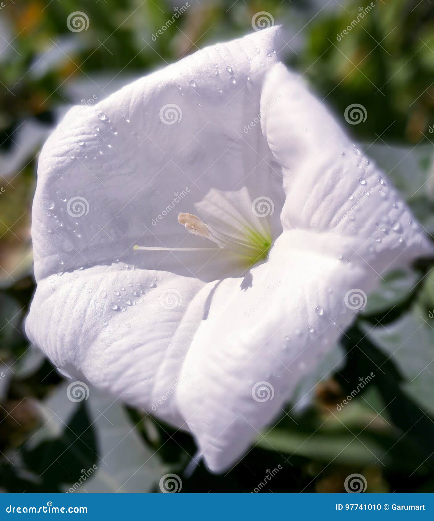 Flor Abierta Del Blanco De Stramonium Foto de archivo - Imagen de ...