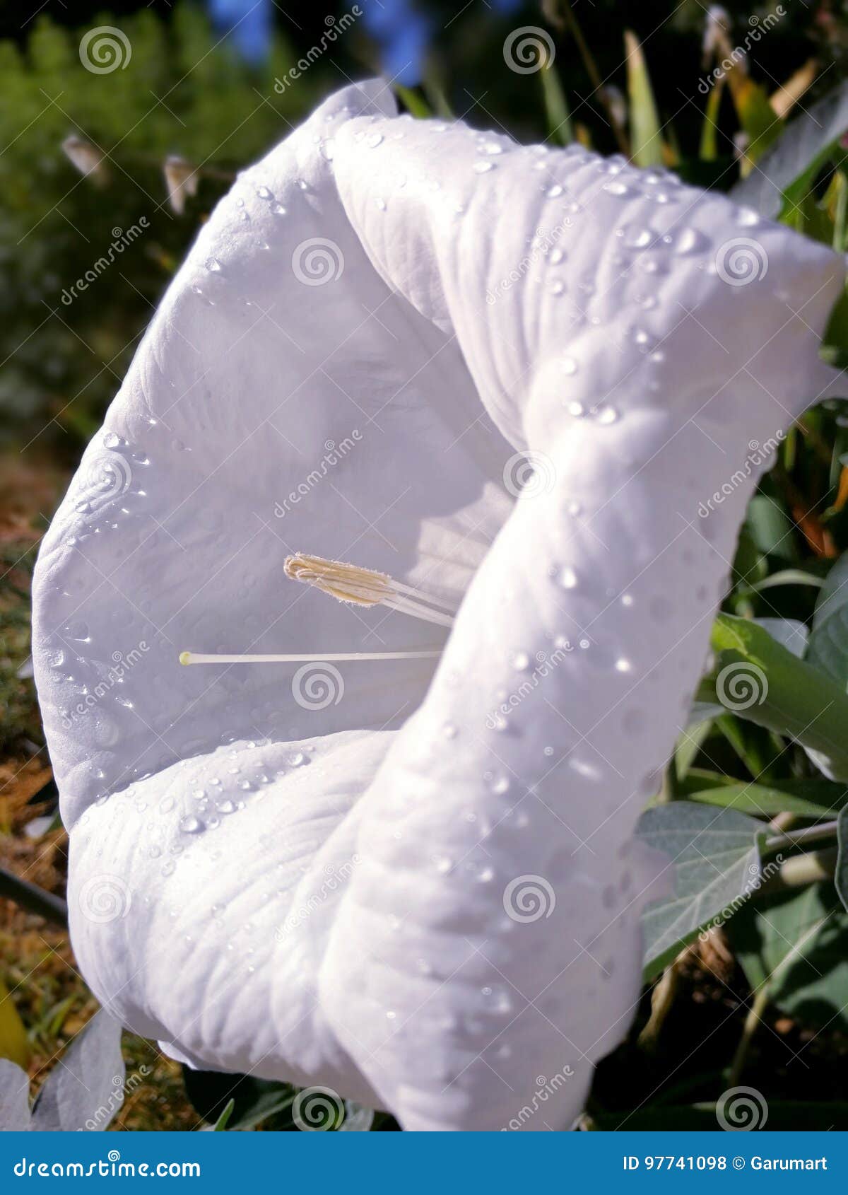 Flor Abierta Del Blanco De Stramonium Foto de archivo - Imagen de ...