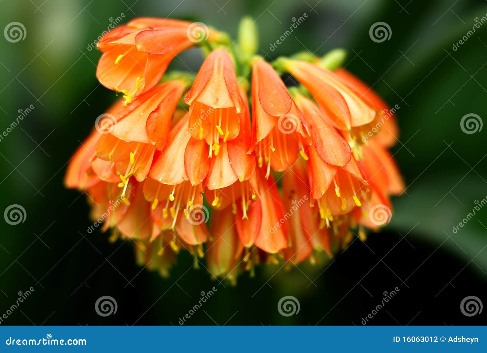 Flor acampanada foto de archivo. Imagen de cubo, aislado - 16063012