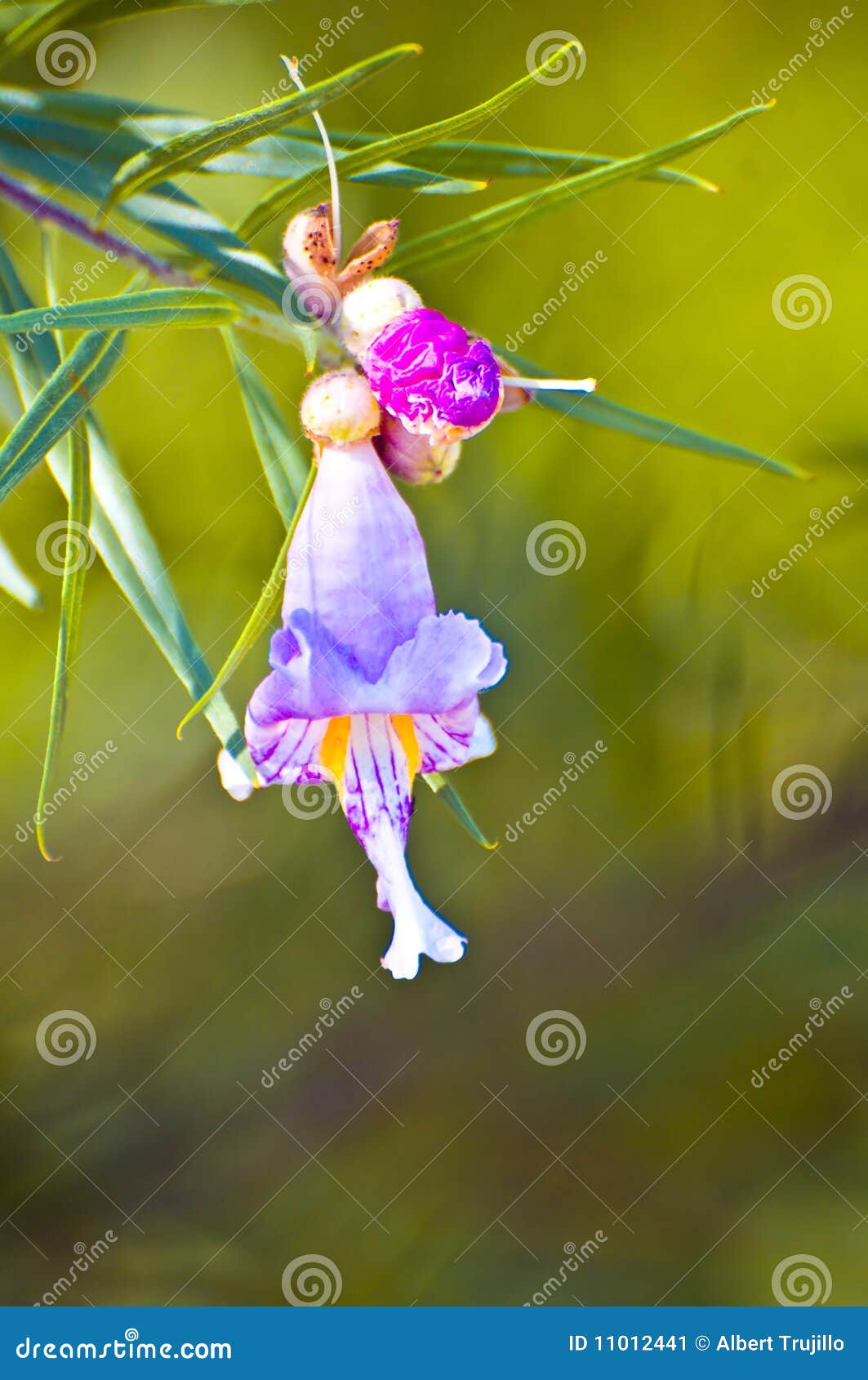 Flor acampanada minúscula imagen de archivo. Imagen de verde - 11012441