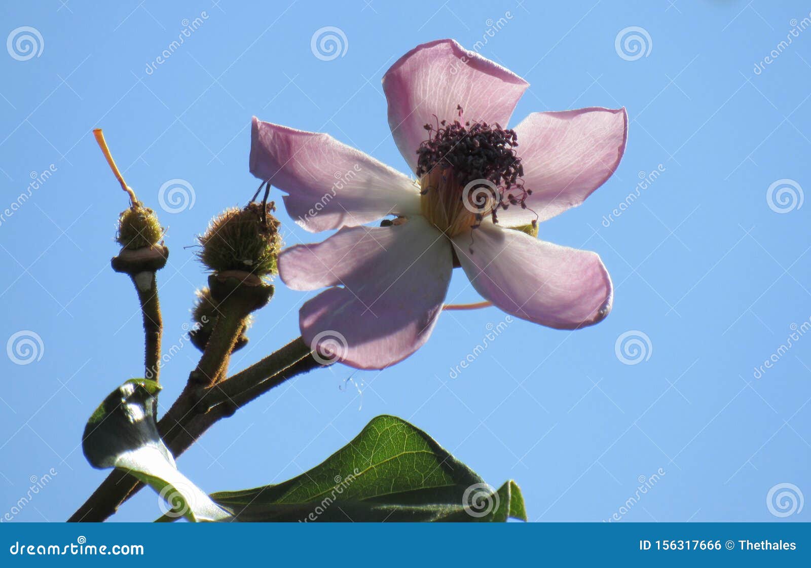 Flor Achiote Bixa Orellana Aislada En Plena Flor Foto de archivo ...