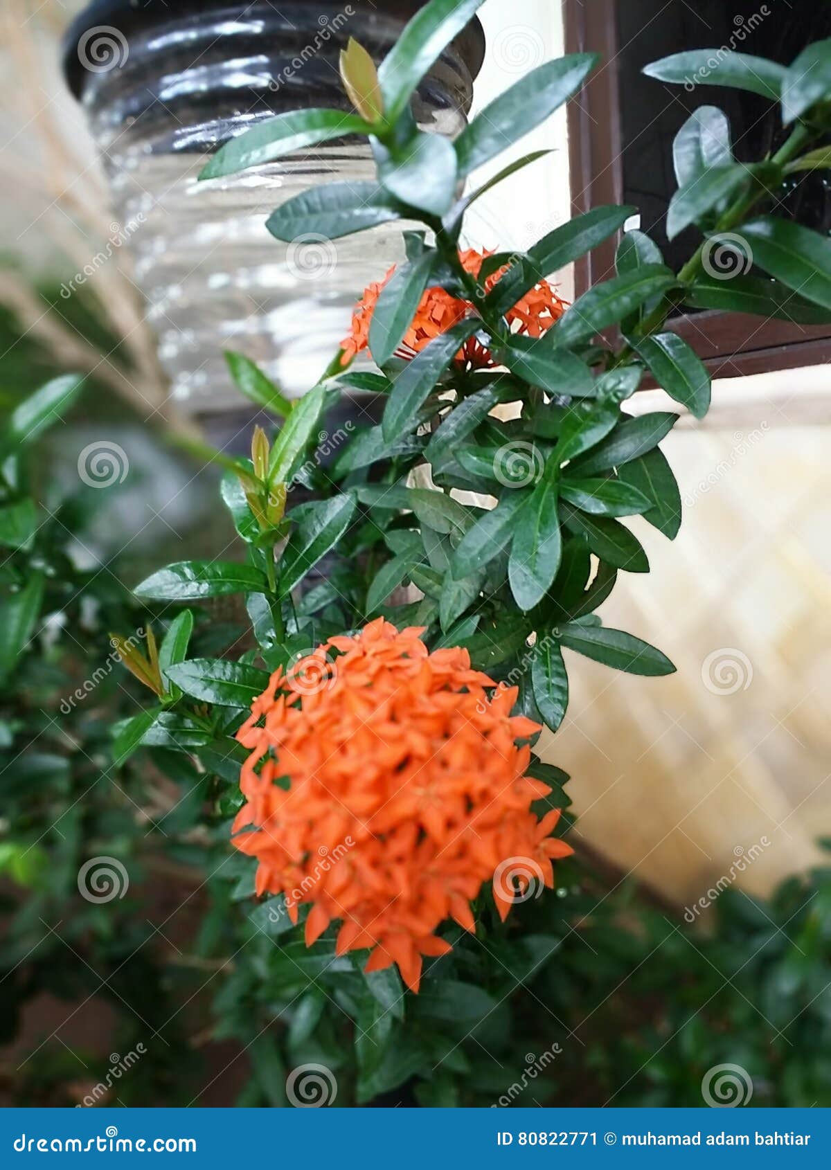 Flor alaranjada imagem de stock. Imagem de pequeno, beleza - 80822771