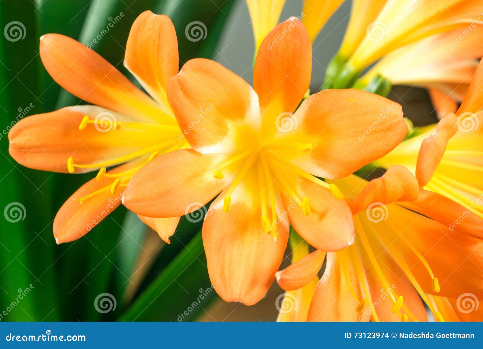 Flor Alaranjada Da Amarílis De Clivia Foto de Stock - Imagem de flor ...