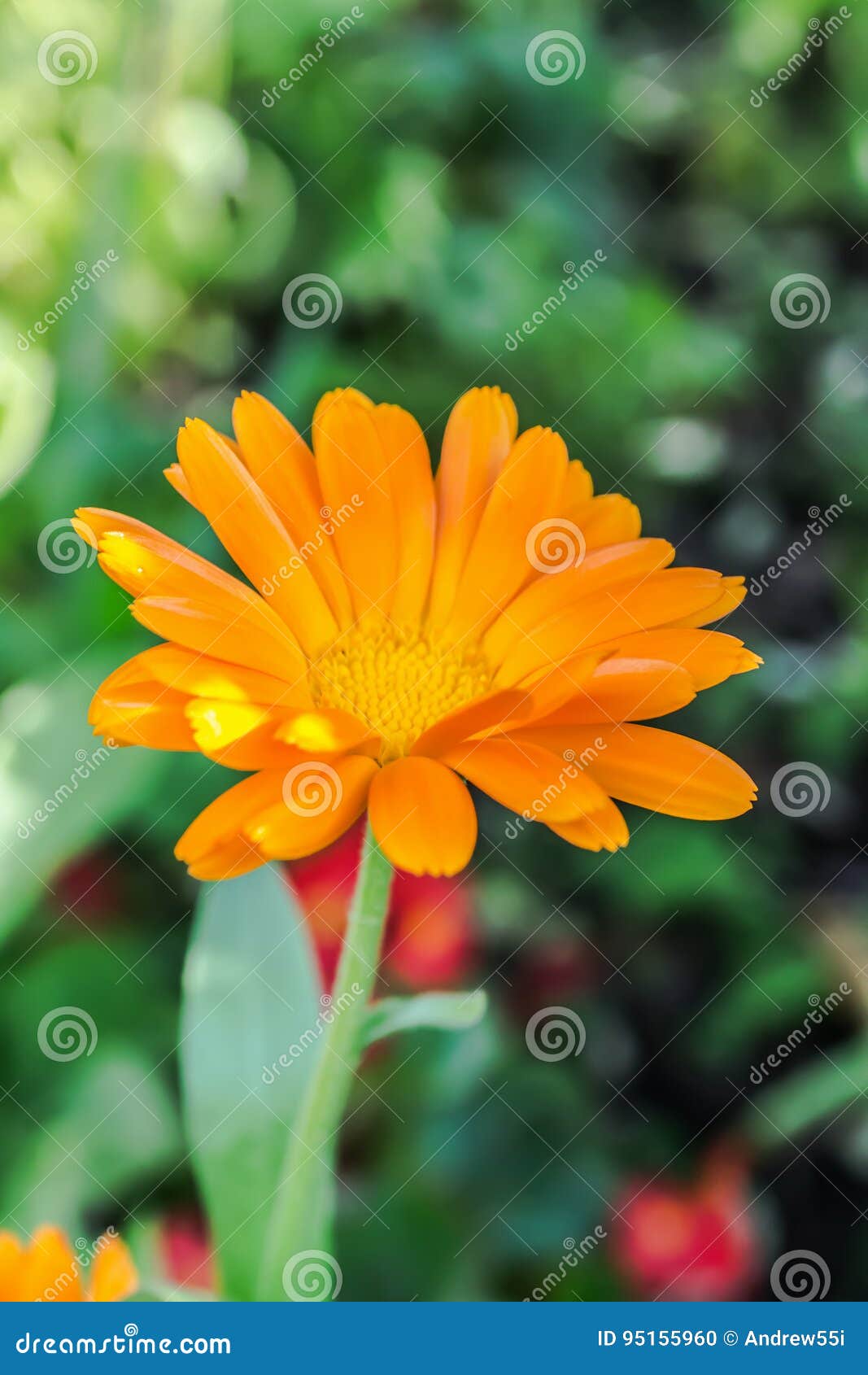 Flor Alaranjada Do Calendula No Jardim Foto de Stock - Imagem de ...
