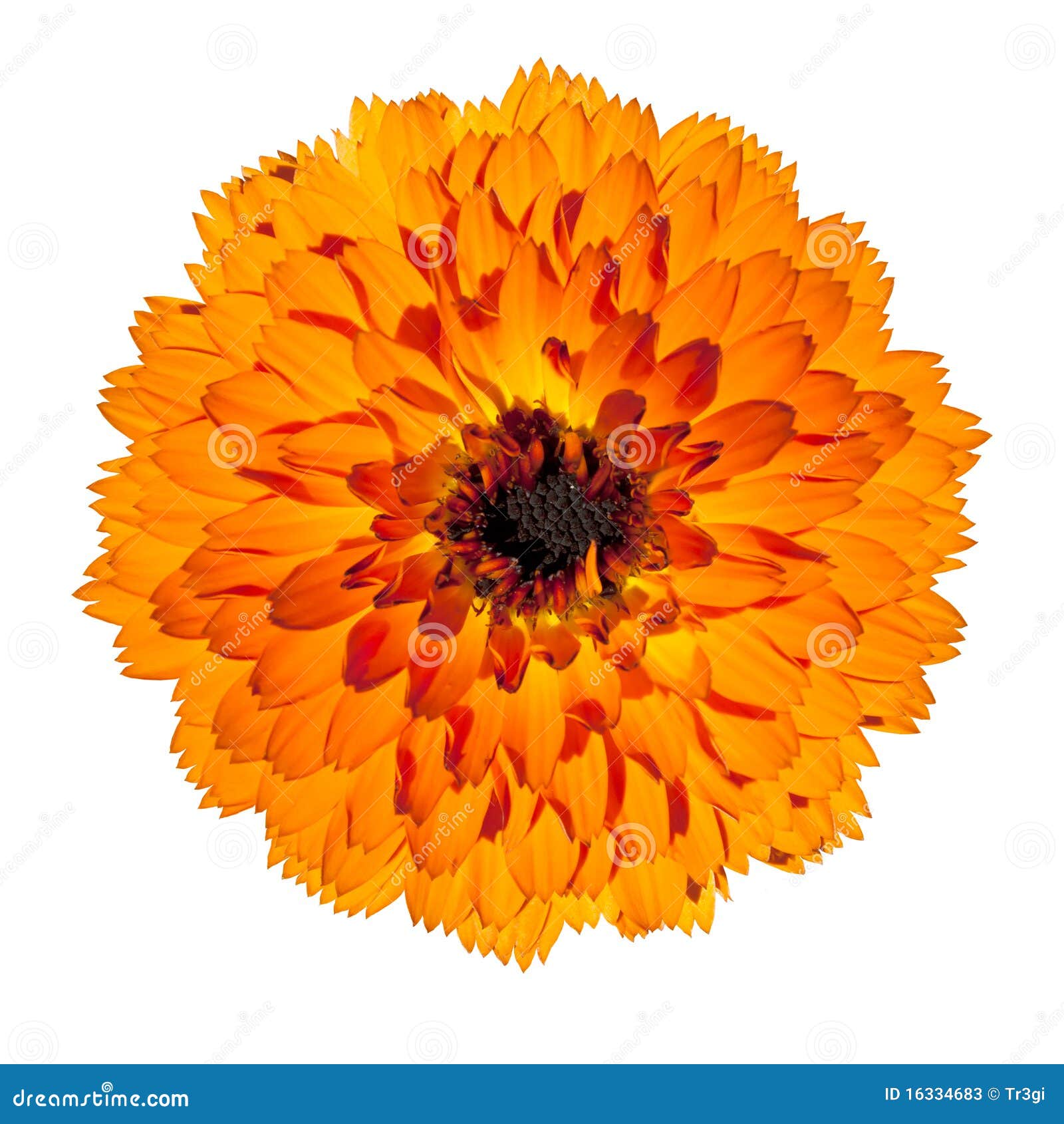 Flor Alaranjada Do Gerbera Isolada No Fundo Branco Imagem de Stock ...