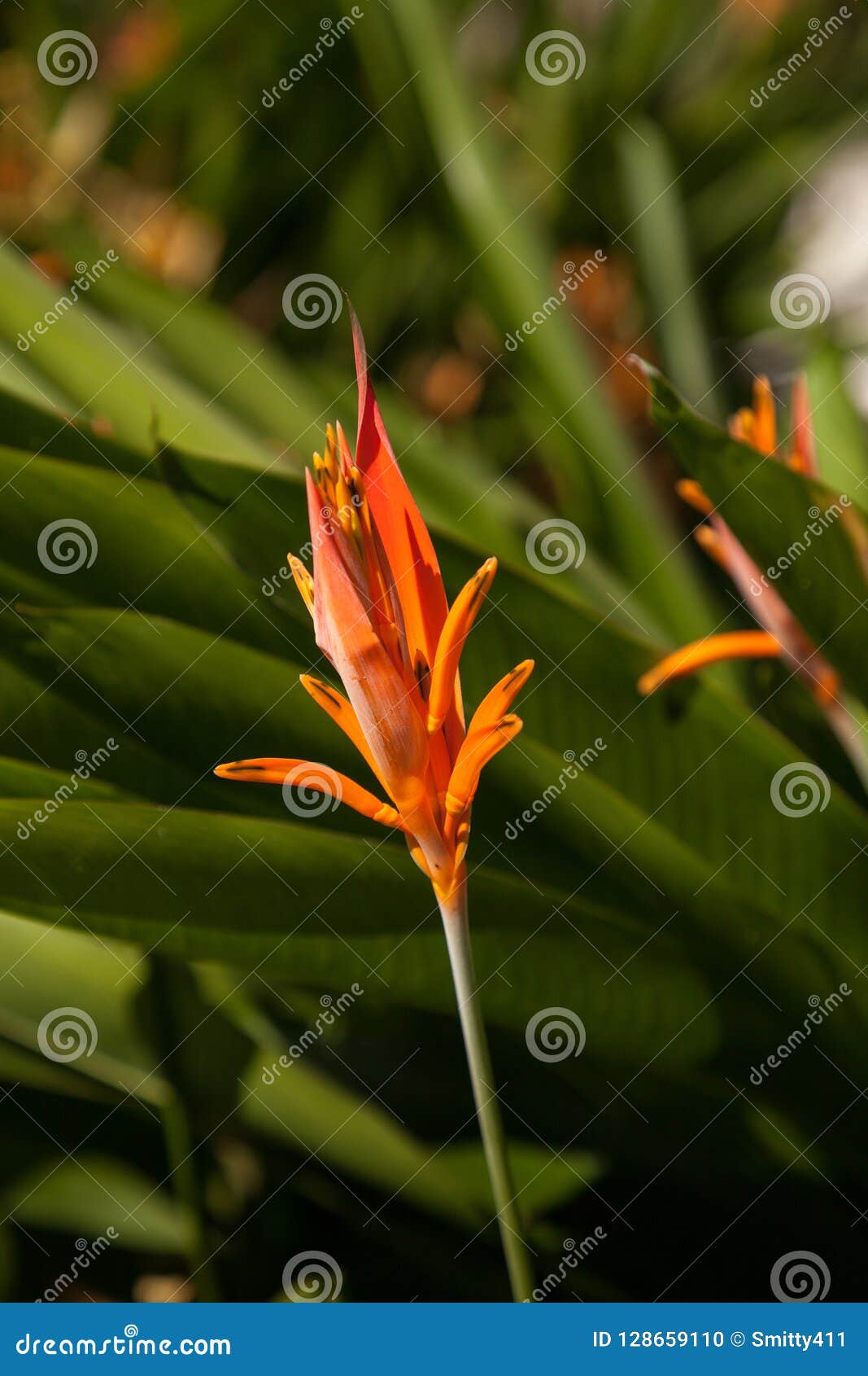 Flor Alaranjada Heliconia Psittacorum Ou Senhora Chamada De Heliconia ...