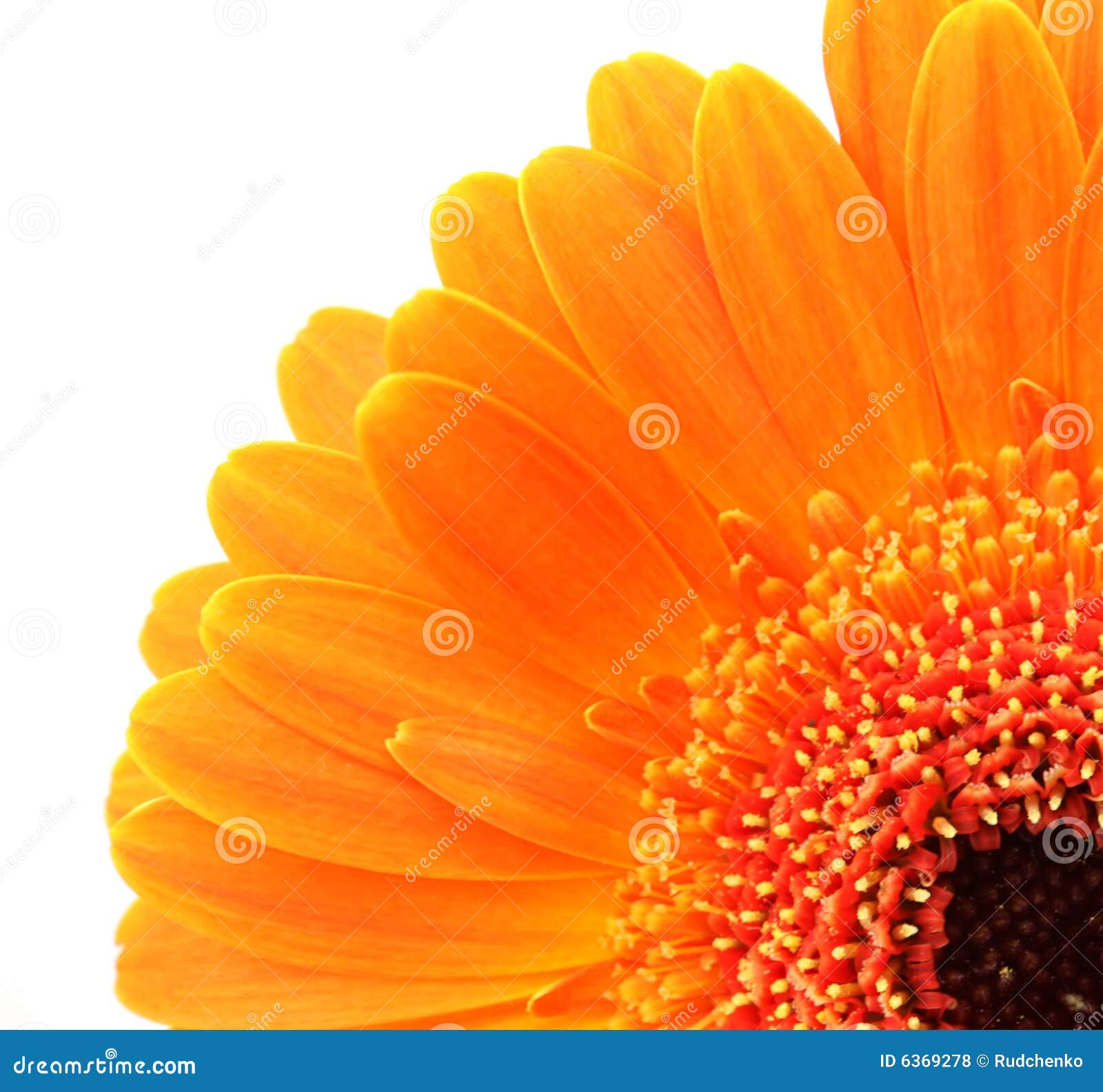 Flor alaranjada. macro foto de stock. Imagem de fundo - 6369278