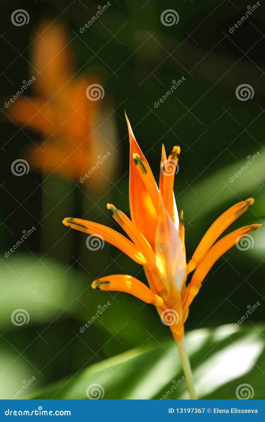 Flor Alaranjada Tropical Do Heliconia Imagem de Stock - Imagem de ...