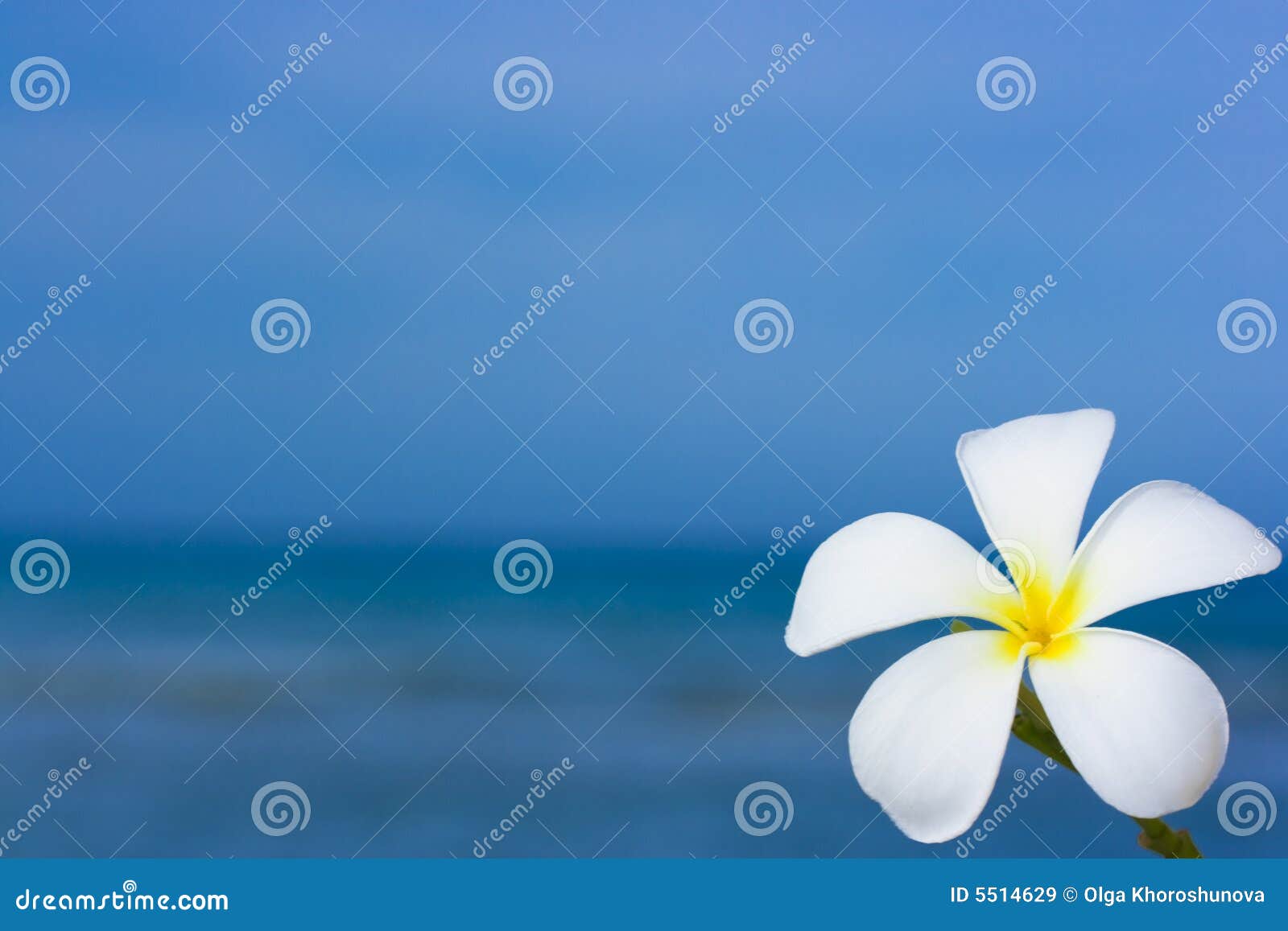 Flor alba del Plumeria imagen de archivo. Imagen de flor - 5514629