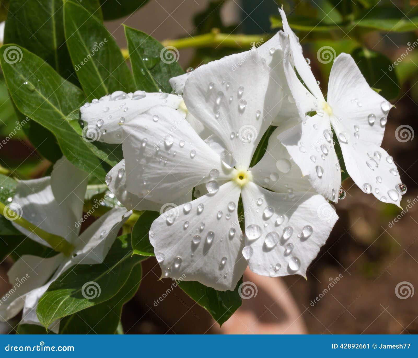 Flor Alba Del Roseus Del Catharanthus Imagen de archivo - Imagen de ...