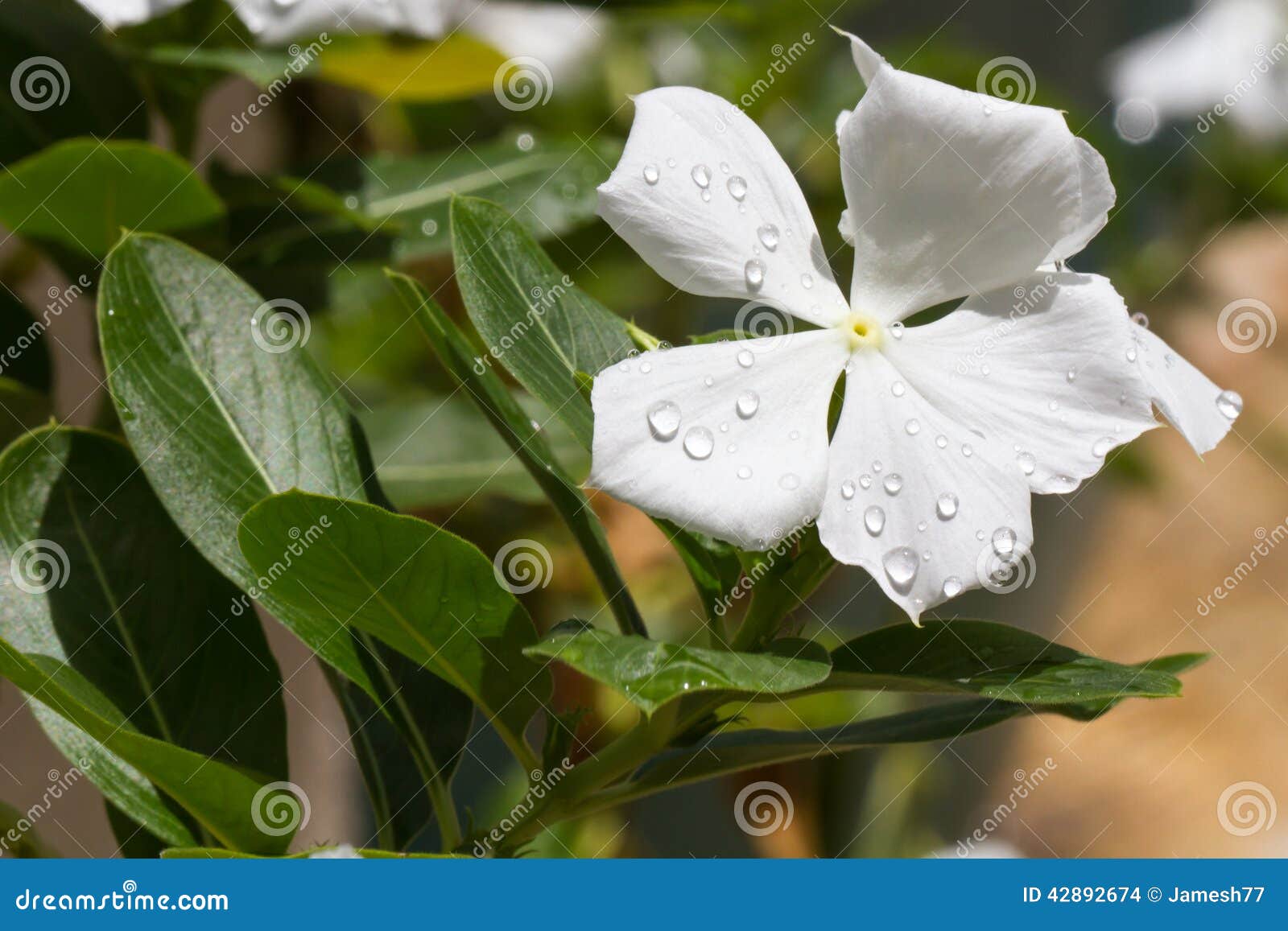 Flor Alba Del Roseus Del Catharanthus Foto de archivo - Imagen de ...