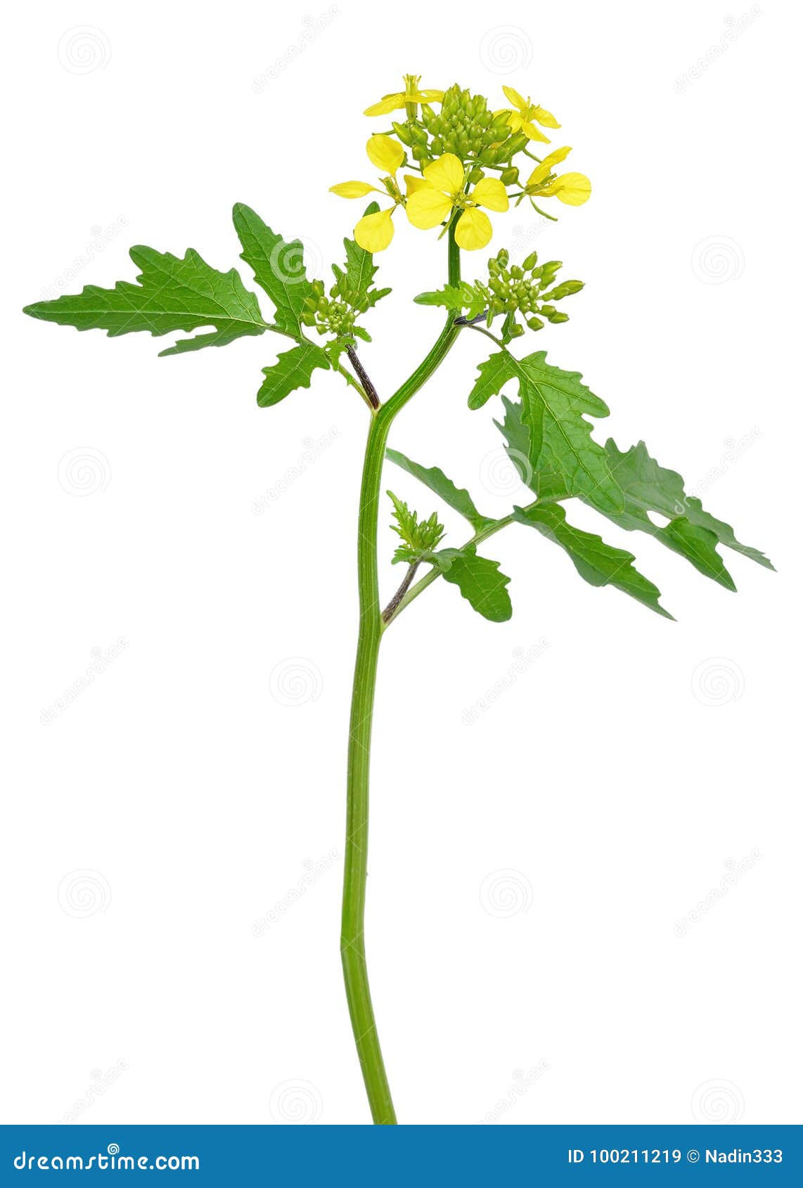 Flor Alba Do Sinapis Da Mostarda Branca Imagem de Stock - Imagem de ...