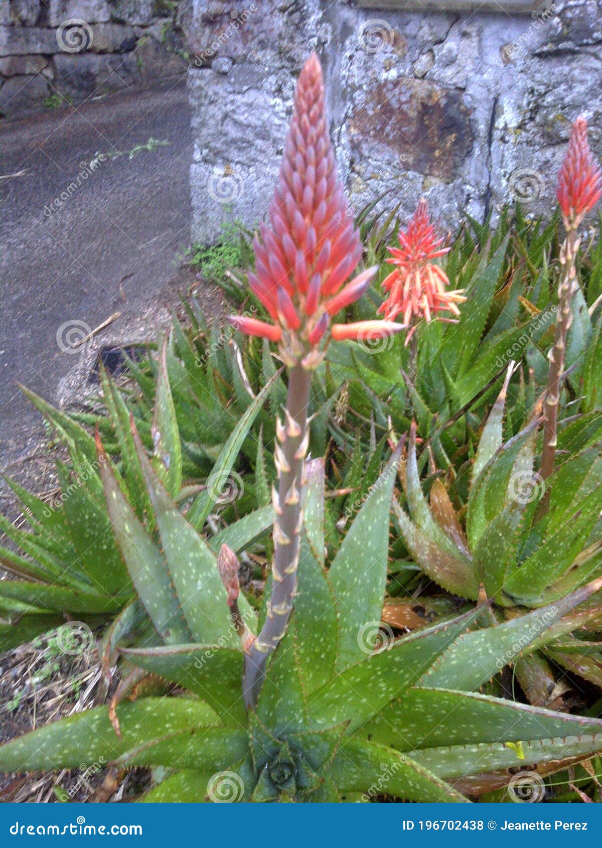 Flor aloe vera sabila foto de archivo. Imagen de hoja - 196702438