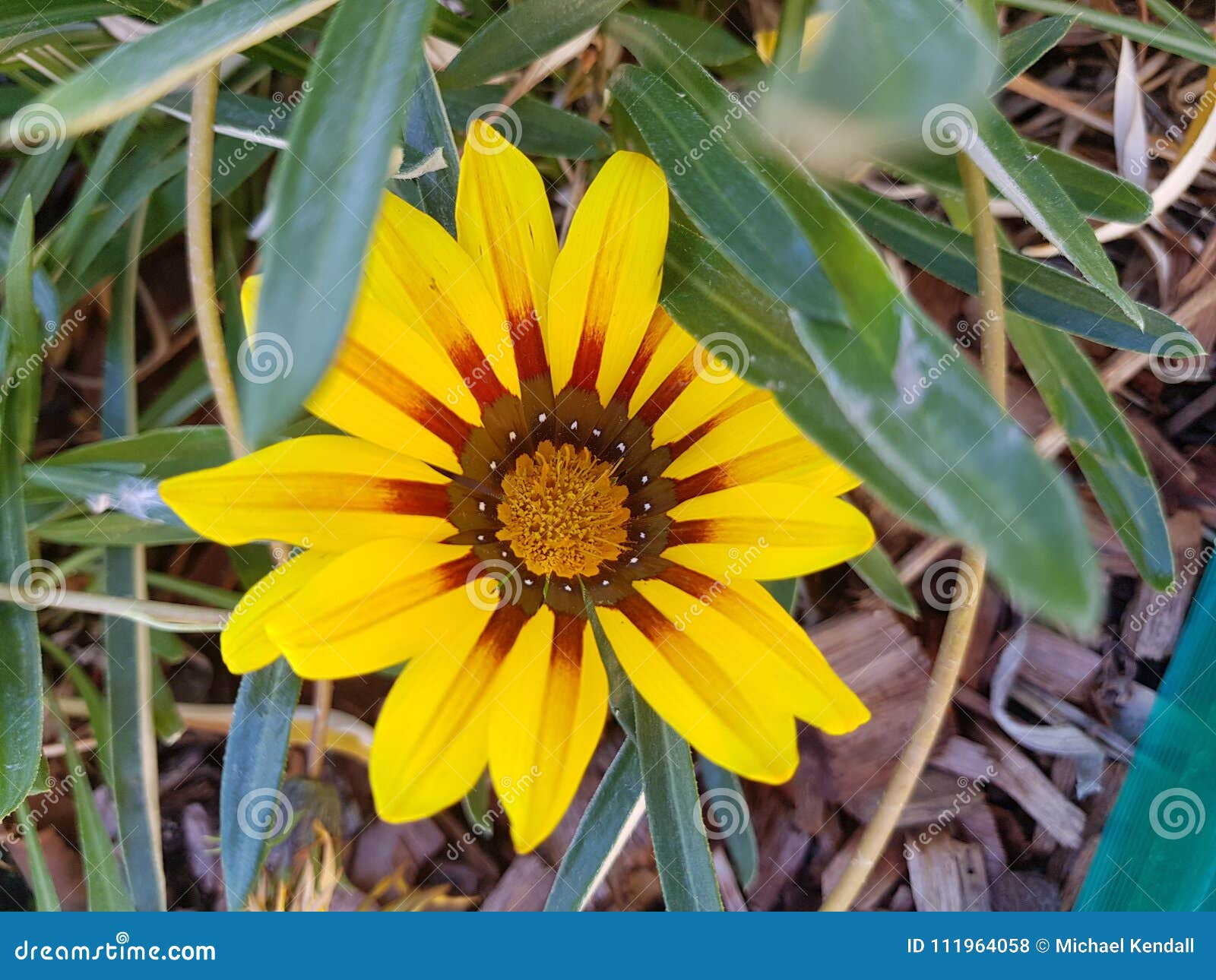 Flor amarela foto de stock. Imagem de flor, amarelo - 111964058
