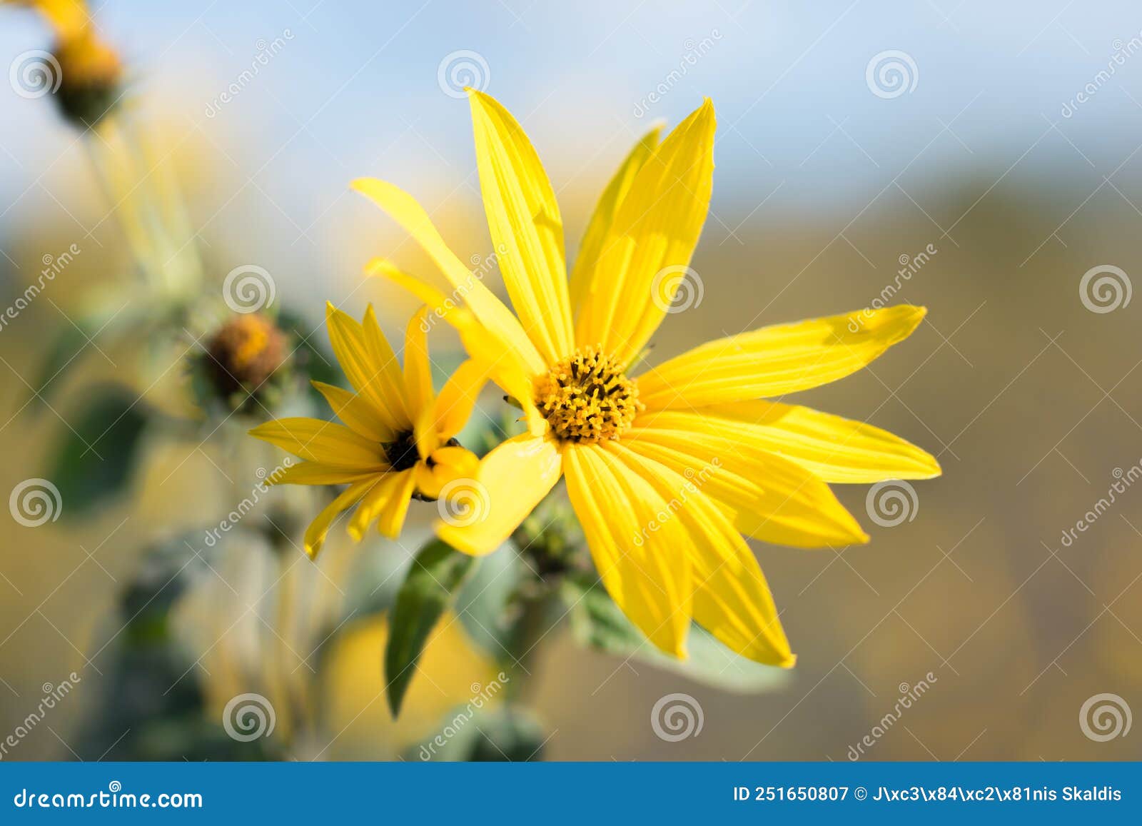 Flor Amarilla De Calliopsis O De Coreopsis Imagen de archivo - Imagen de asoleado, planta: 251650807