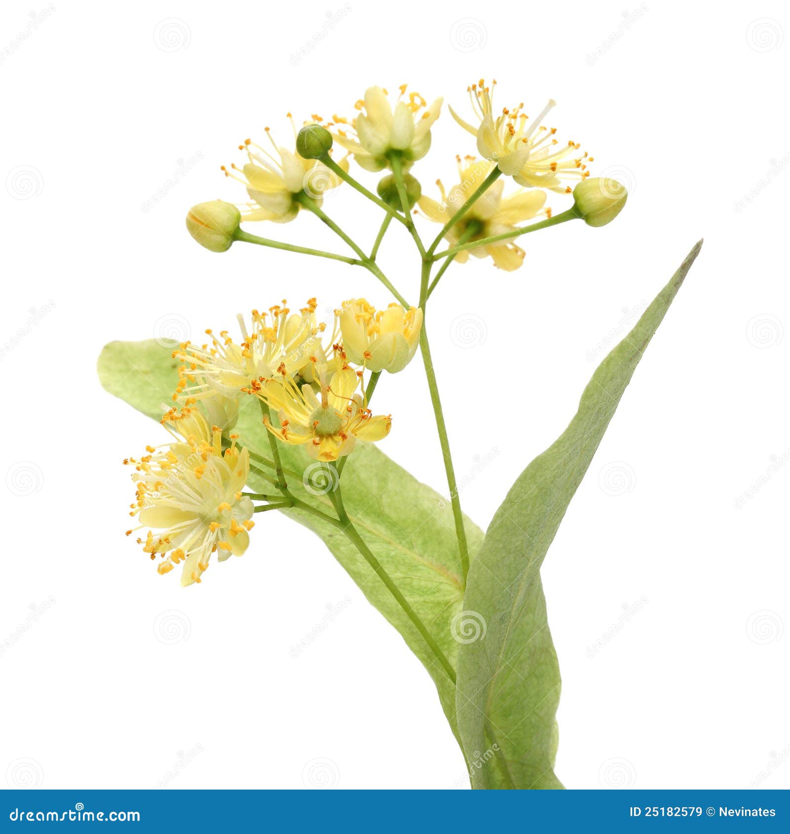 Flor amarilla del tilo imagen de archivo. Imagen de ligar - 25182579