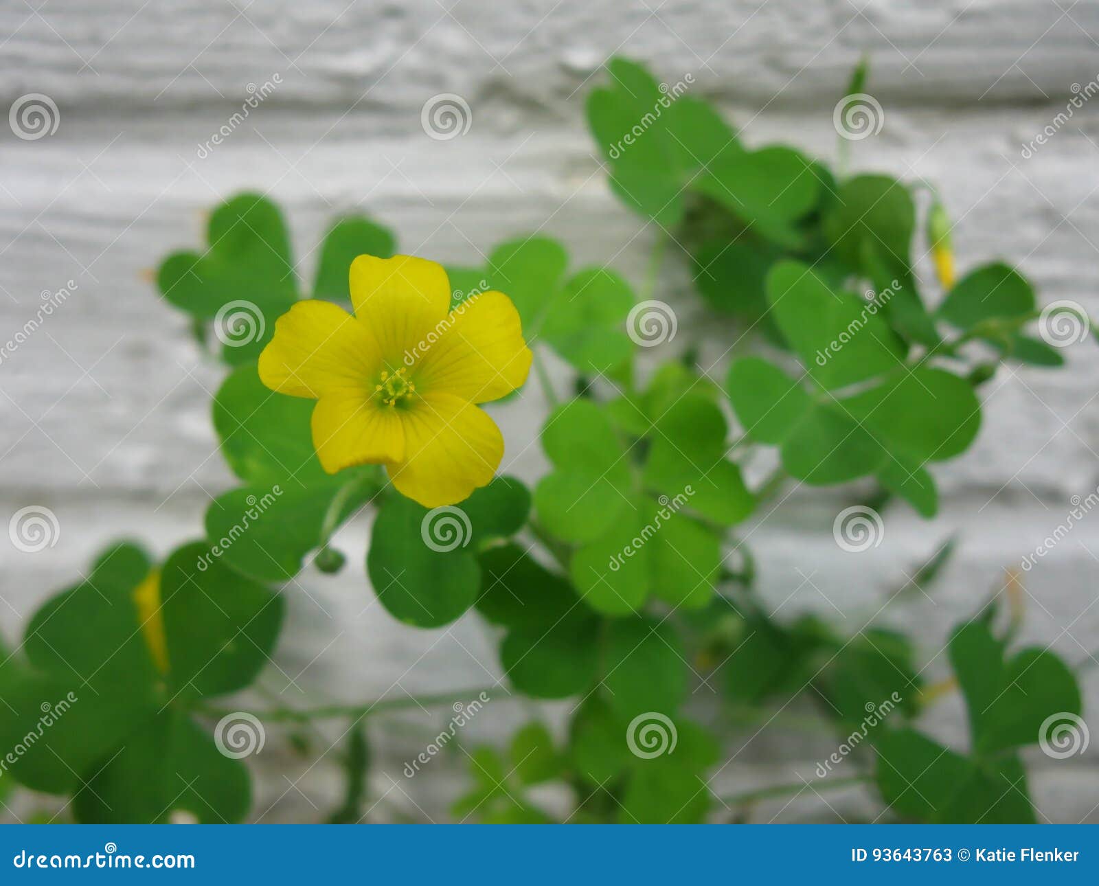 Flor amarilla del trébol imagen de archivo. Imagen de maleza - 93643763