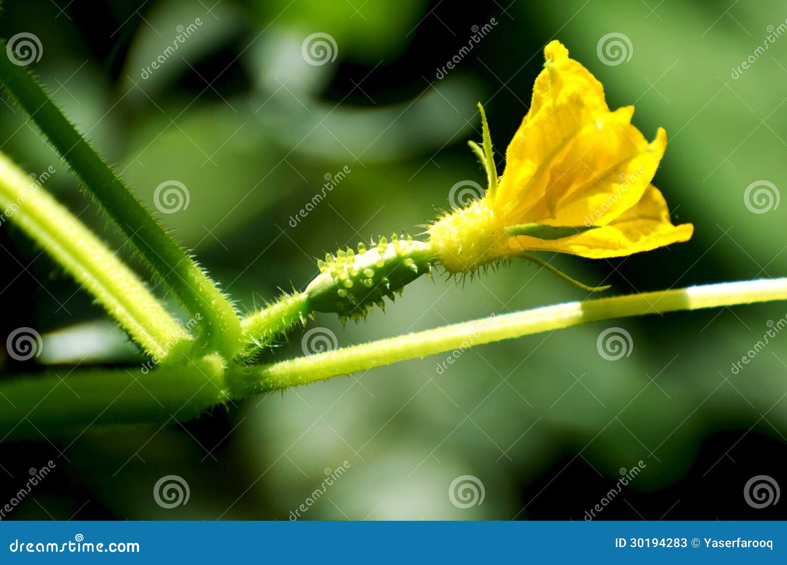 Flor del pepino imagen de archivo. Imagen de hermoso - 30194283