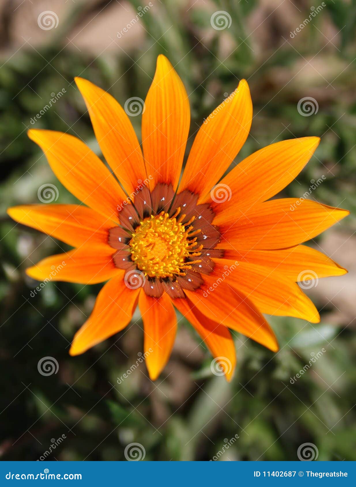 Flor anaranjada imagen de archivo. Imagen de resorte - 11402687