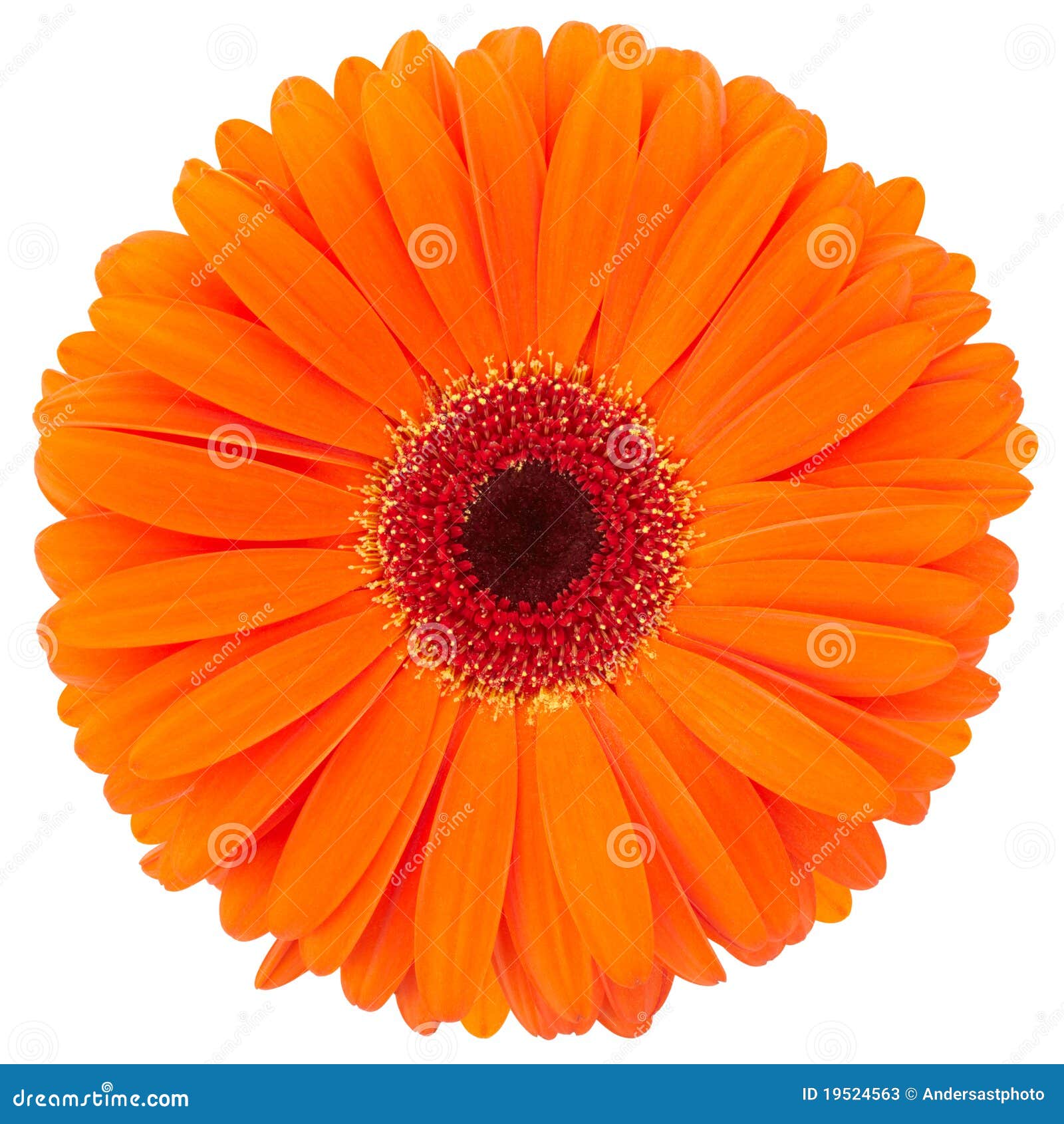 Flor anaranjada imagen de archivo. Imagen de aislado - 19524563