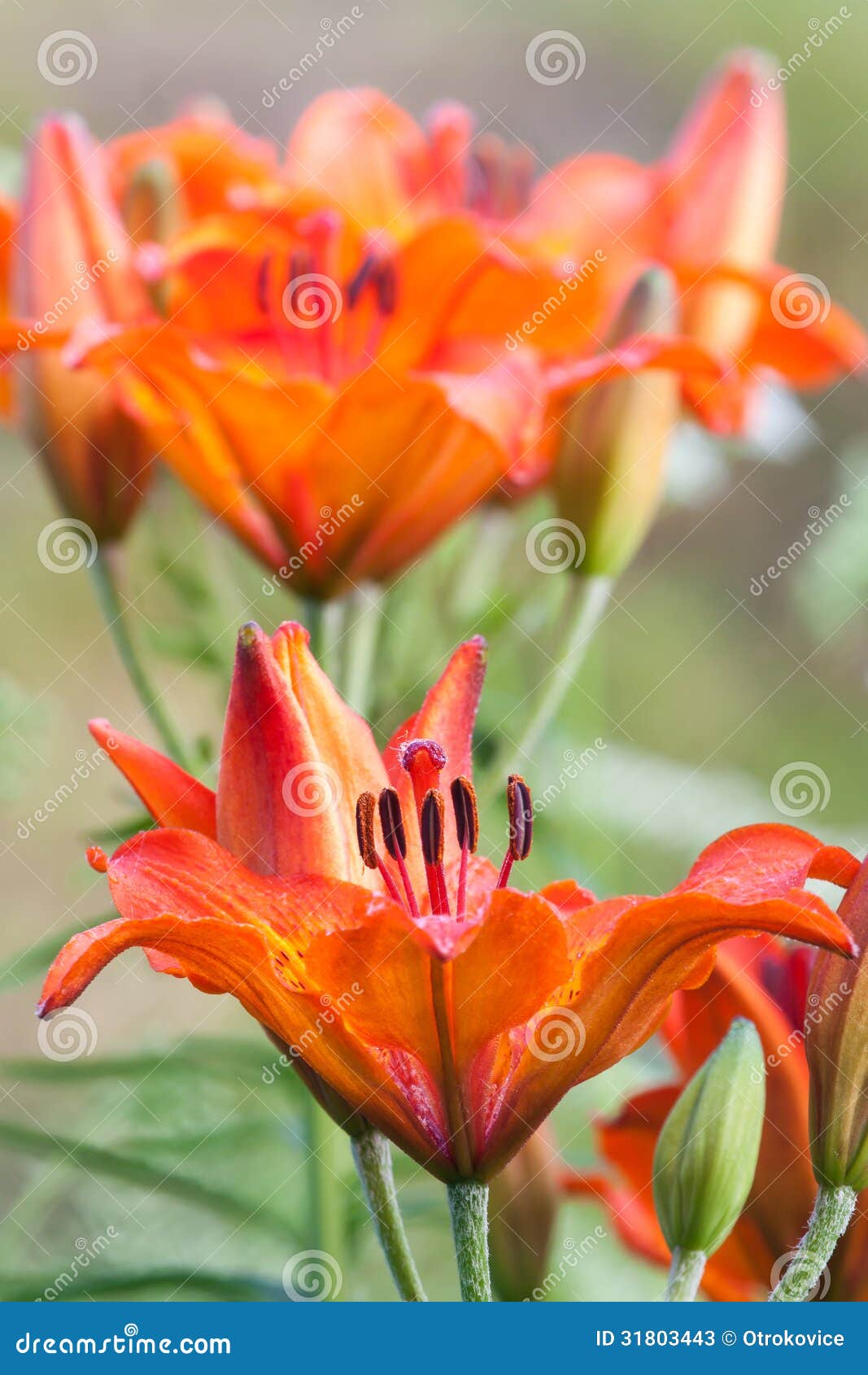 Flor anaranjada imagen de archivo. Imagen de planta, belleza - 31803443