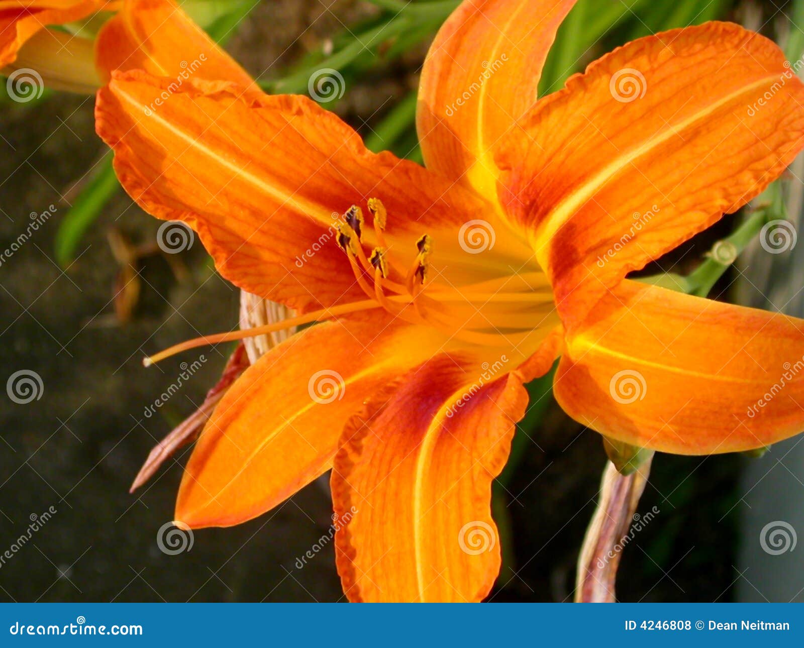 Flor anaranjada foto de archivo. Imagen de pétalo, abierto - 4246808