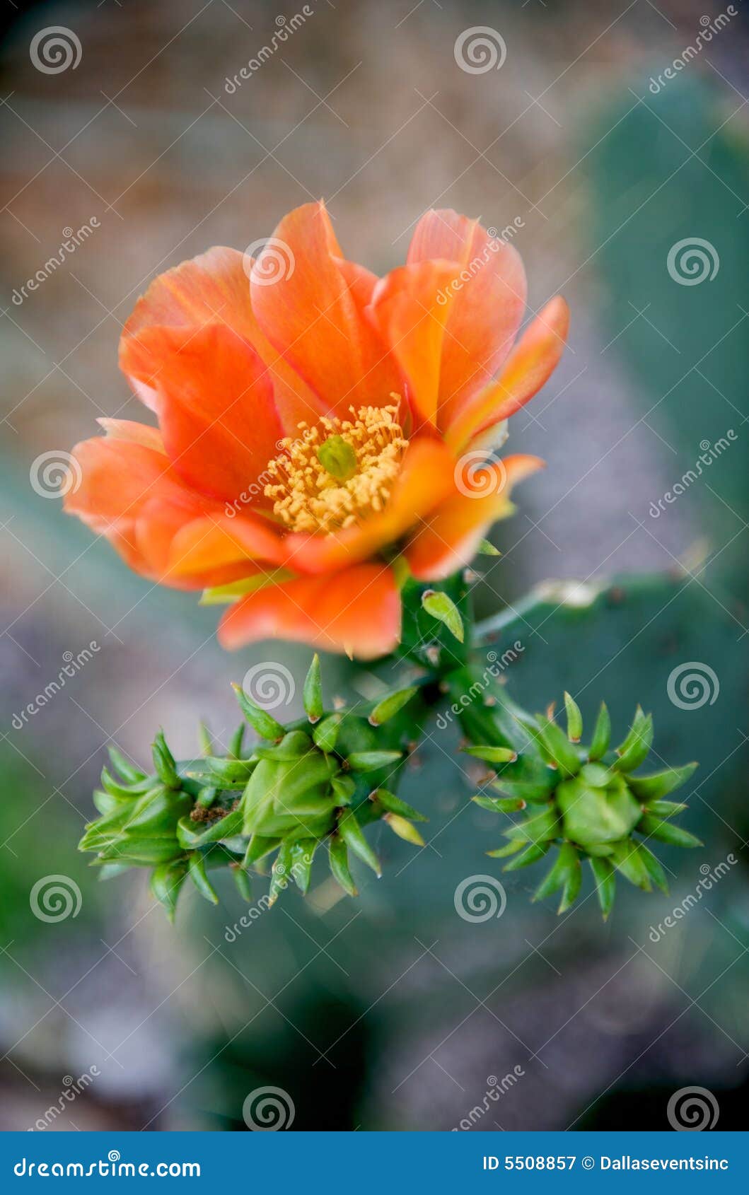 Flor Anaranjada Brillante Del Cacto Imagen de archivo - Imagen de ...