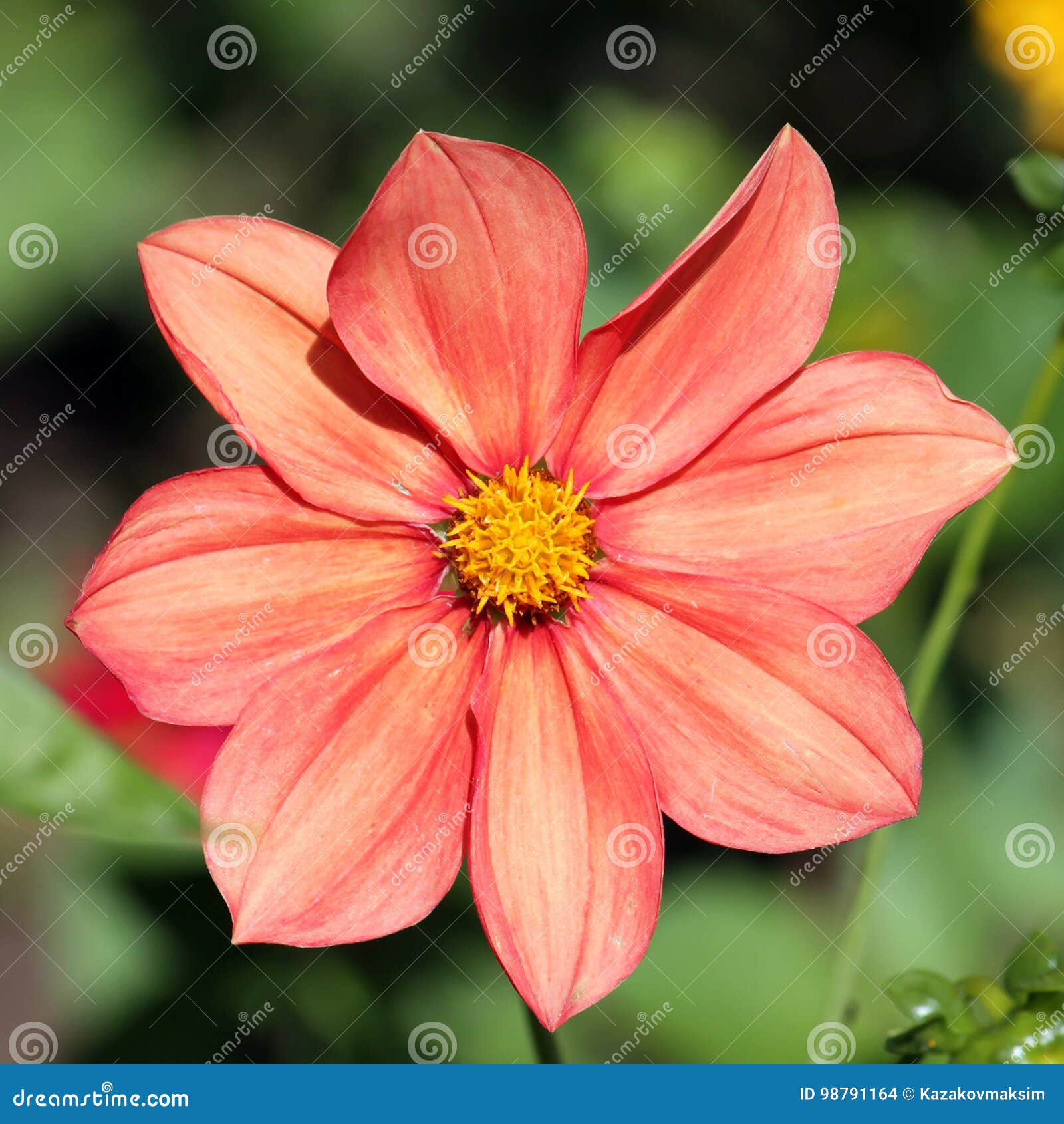 Flor Anaranjada De La Dalia Solo-florecida Foto de archivo - Imagen de ...